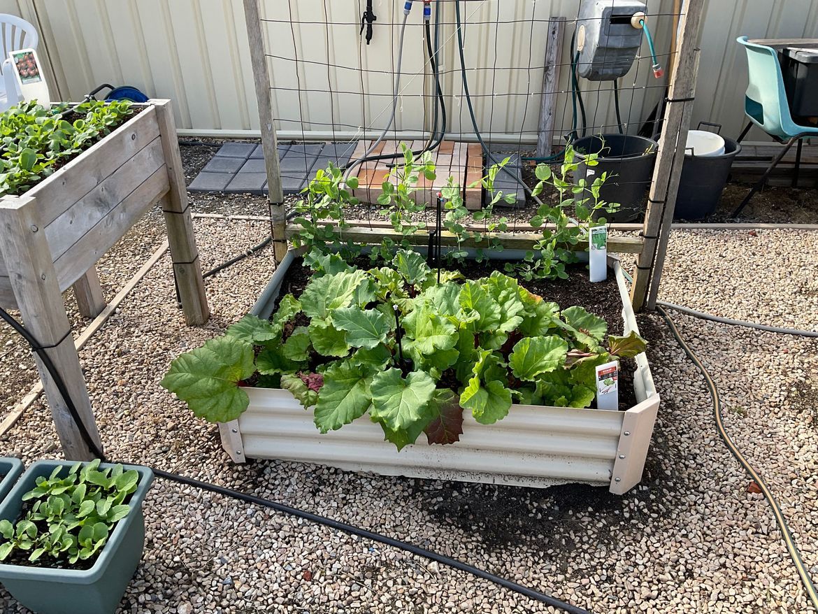 Community garden growing vegetables | Bunnings Workshop community