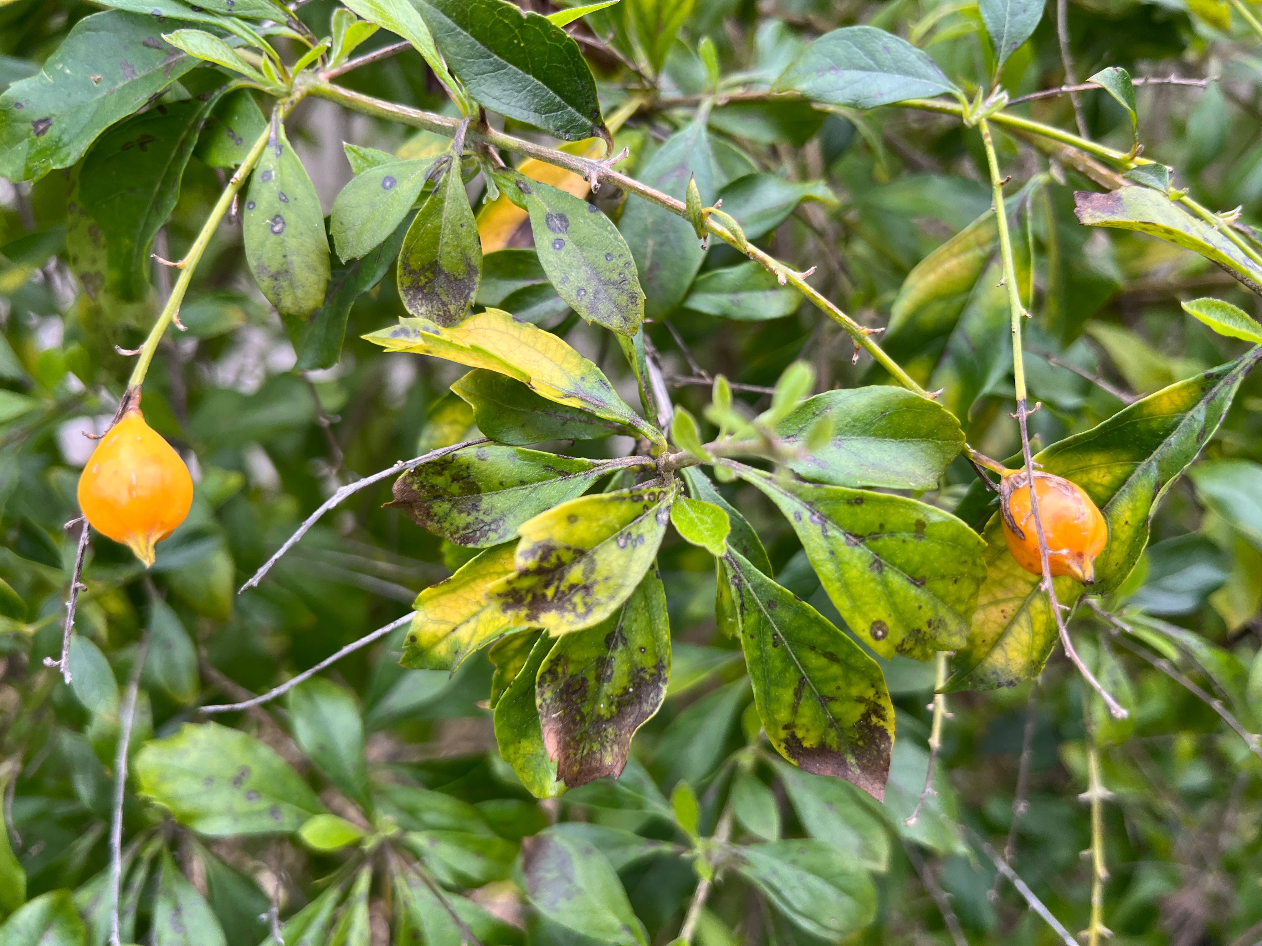 How to treat black spots on leaves? | Bunnings Workshop community