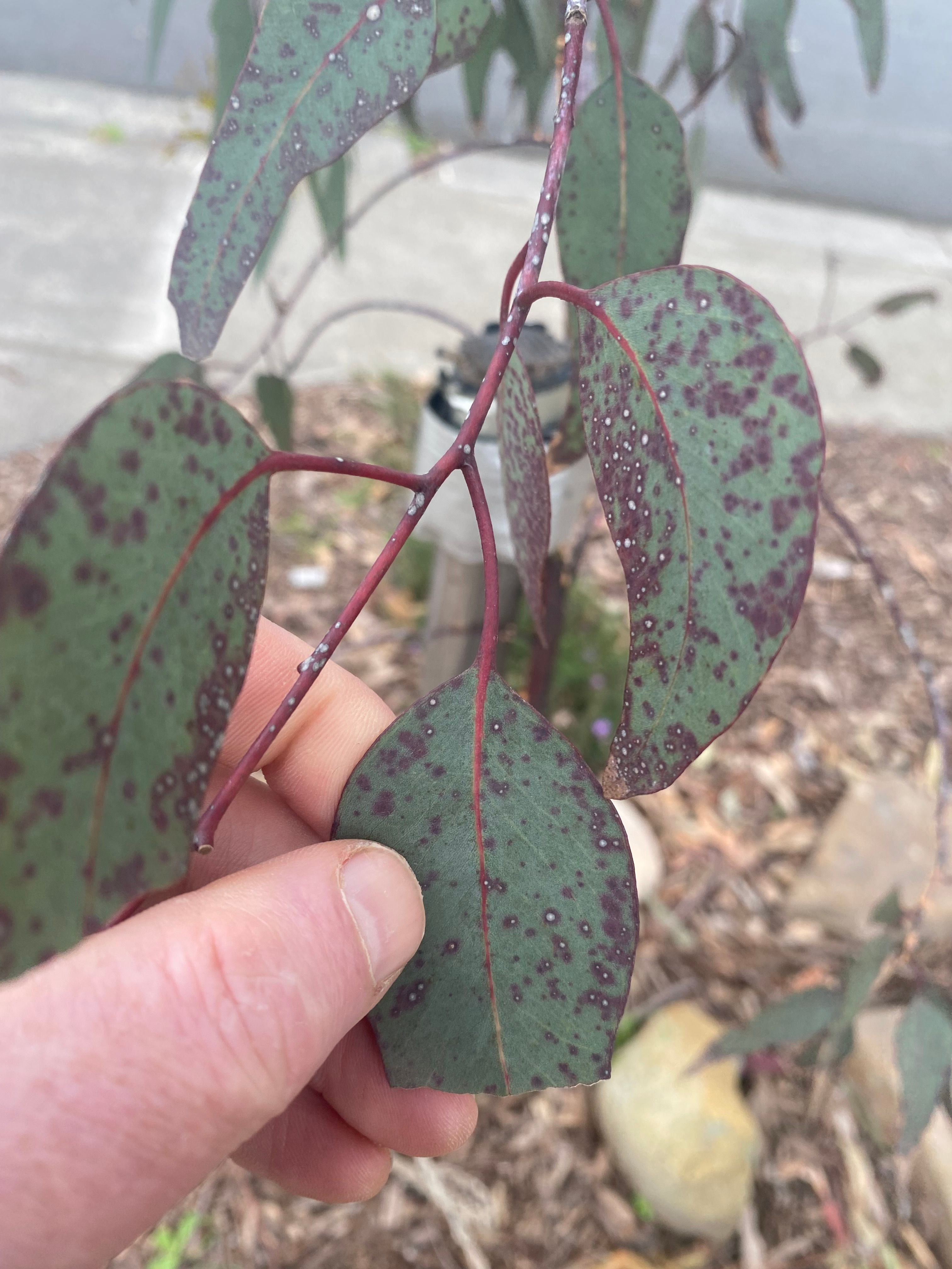 How to treat Silver princess eucalyptus ... - Page 2 | Bunnings ...