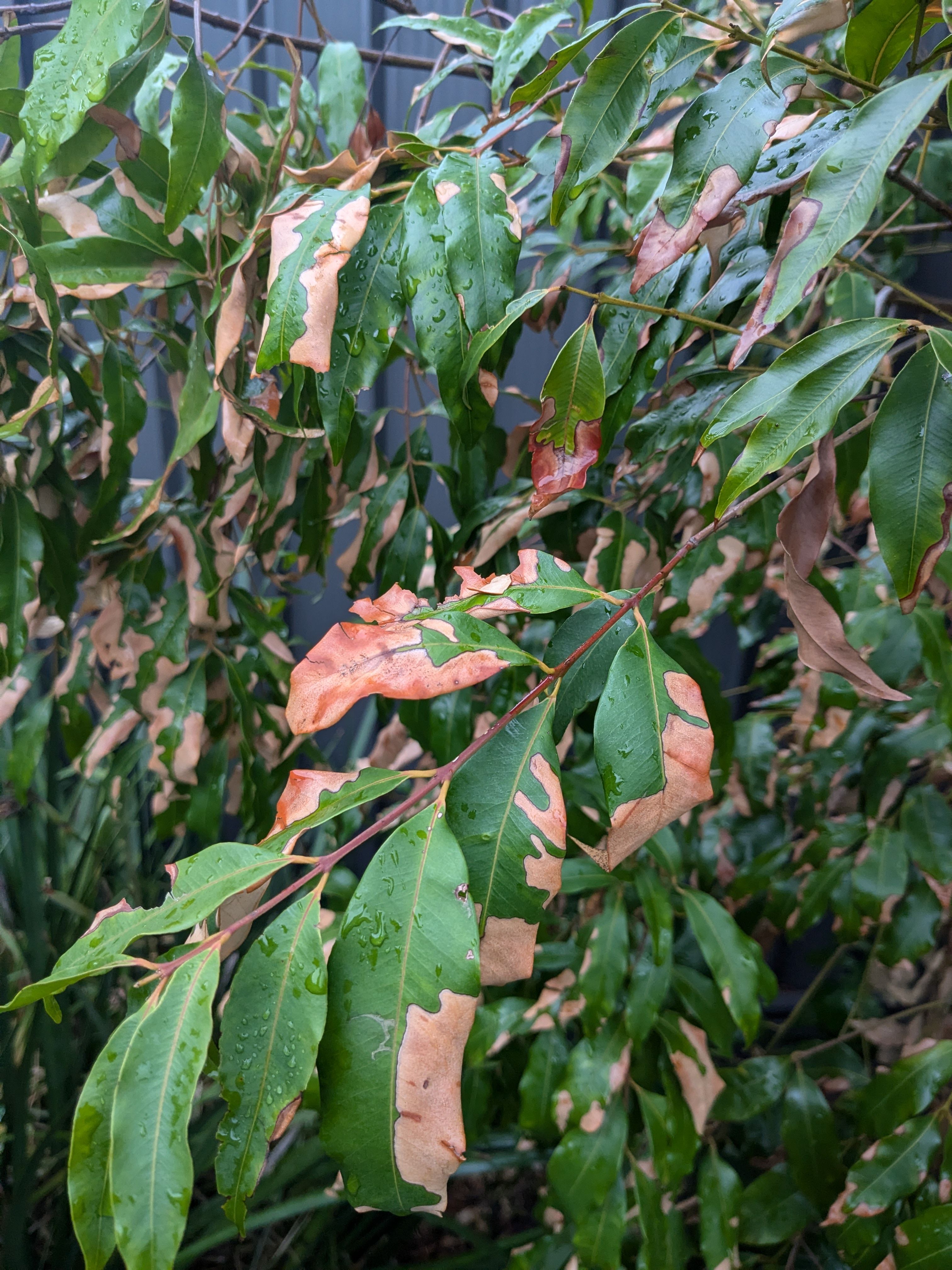 How to save sick weeping Lilly Pillies? | Bunnings Workshop community