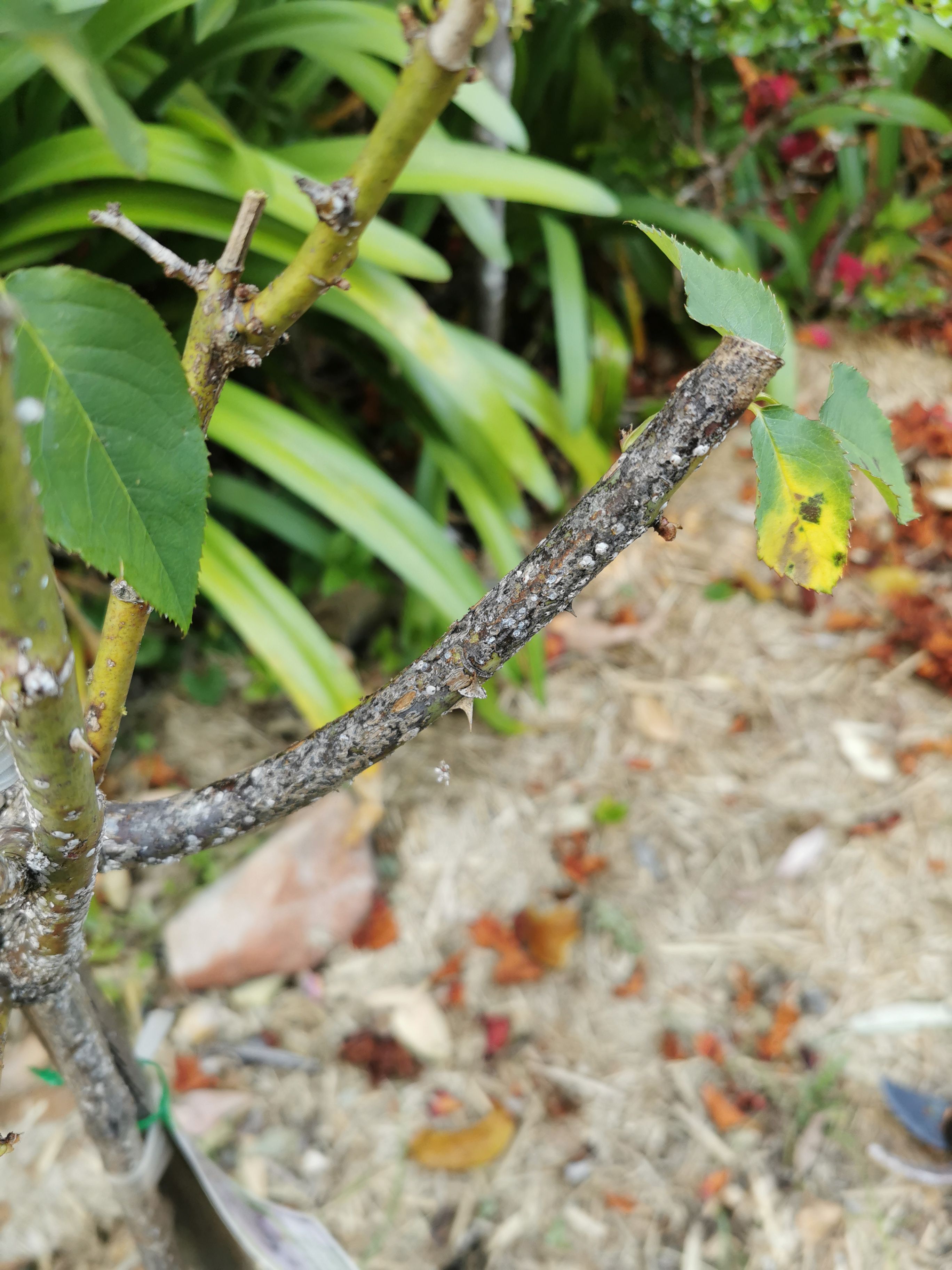 How to treat rose bush with scale? | Bunnings Workshop community