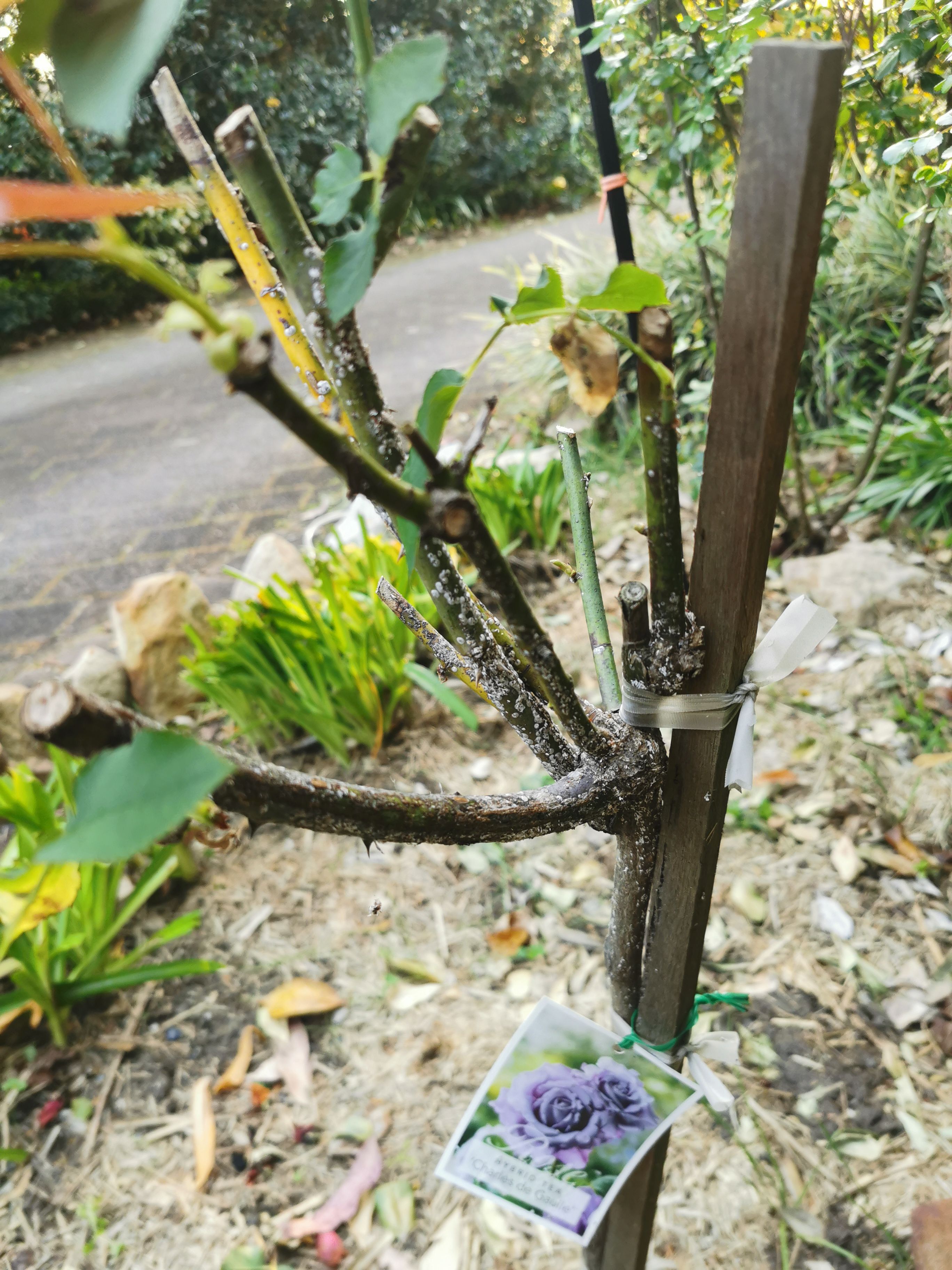 How to treat rose bush with scale? | Bunnings Workshop community