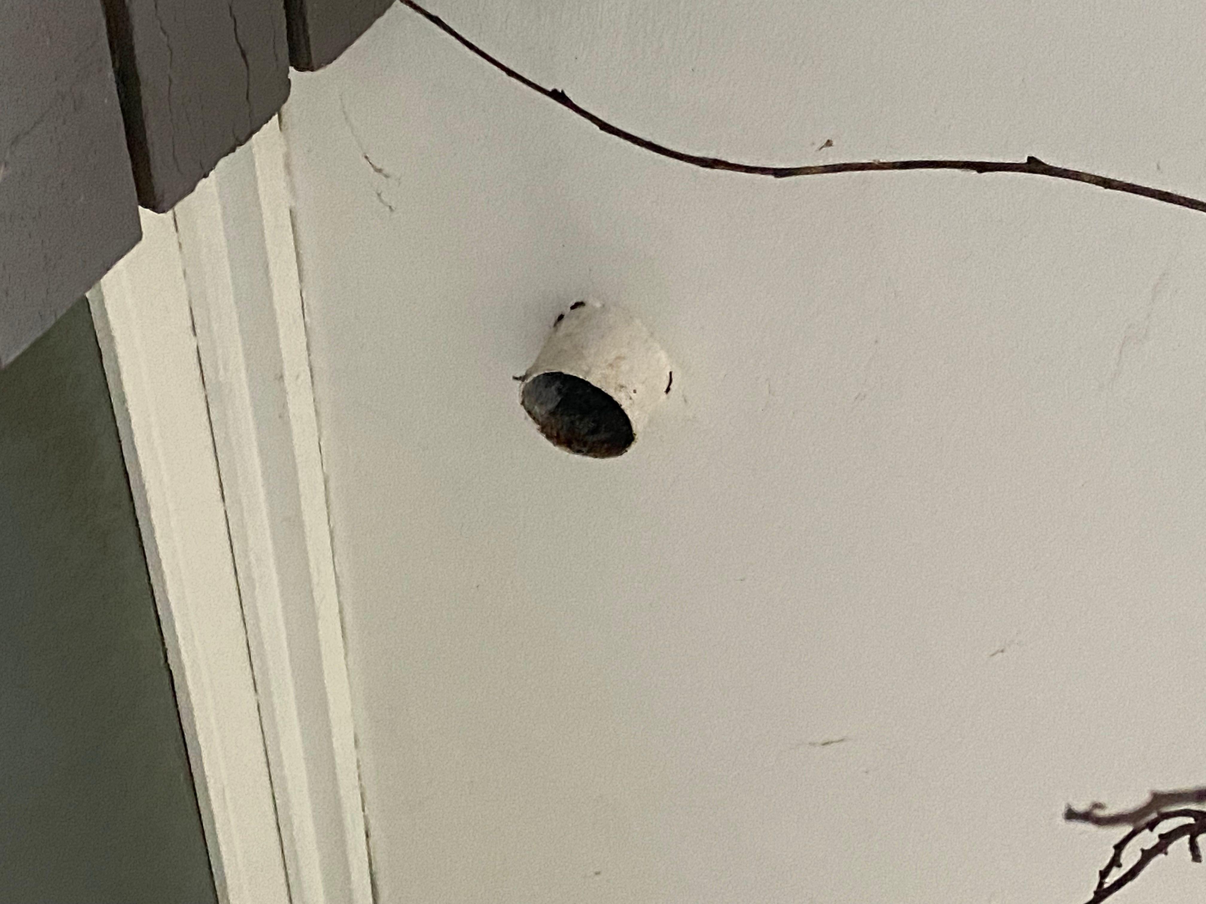 How to block entry points for pests? | Bunnings Workshop community