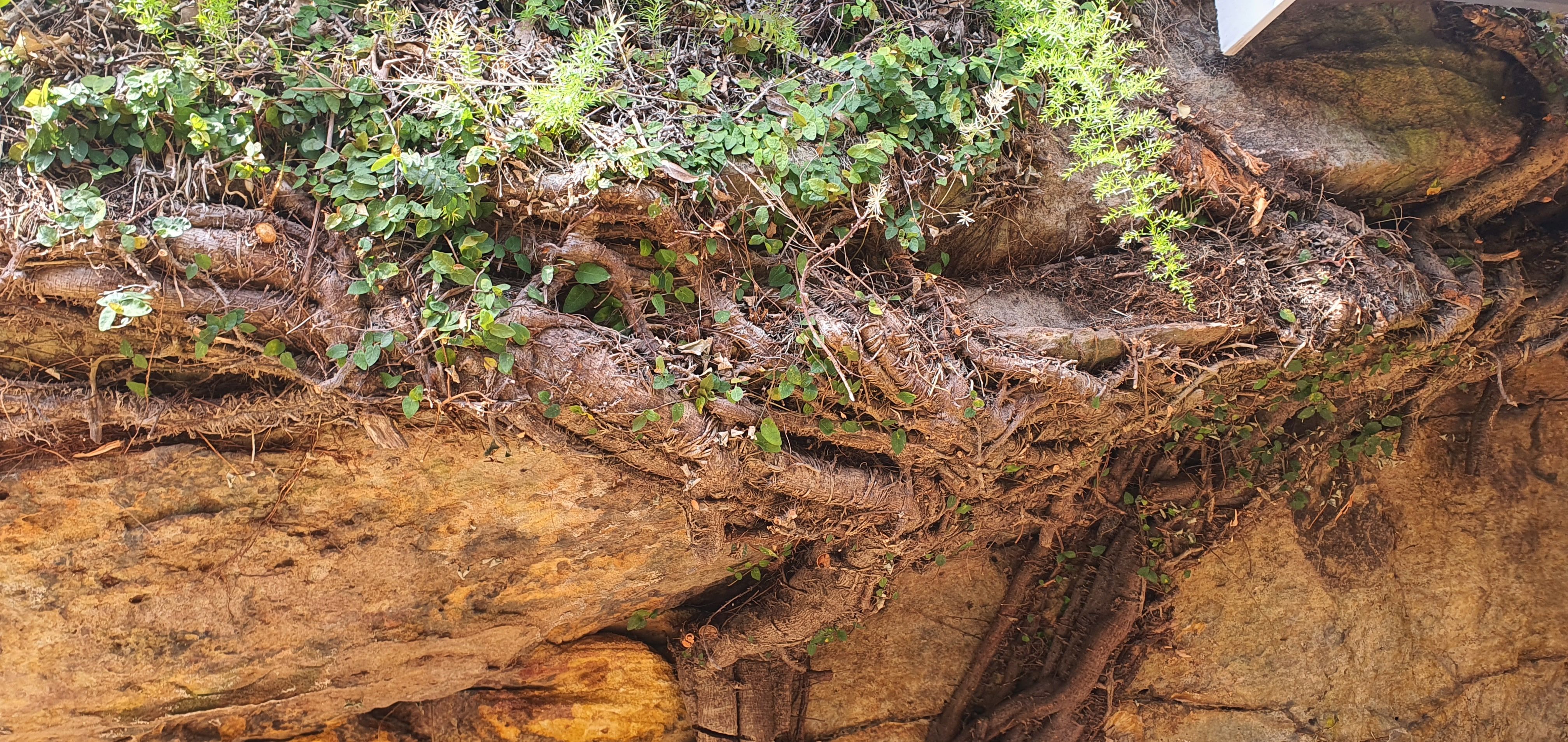 How to get rid of big roots? | Bunnings Workshop community