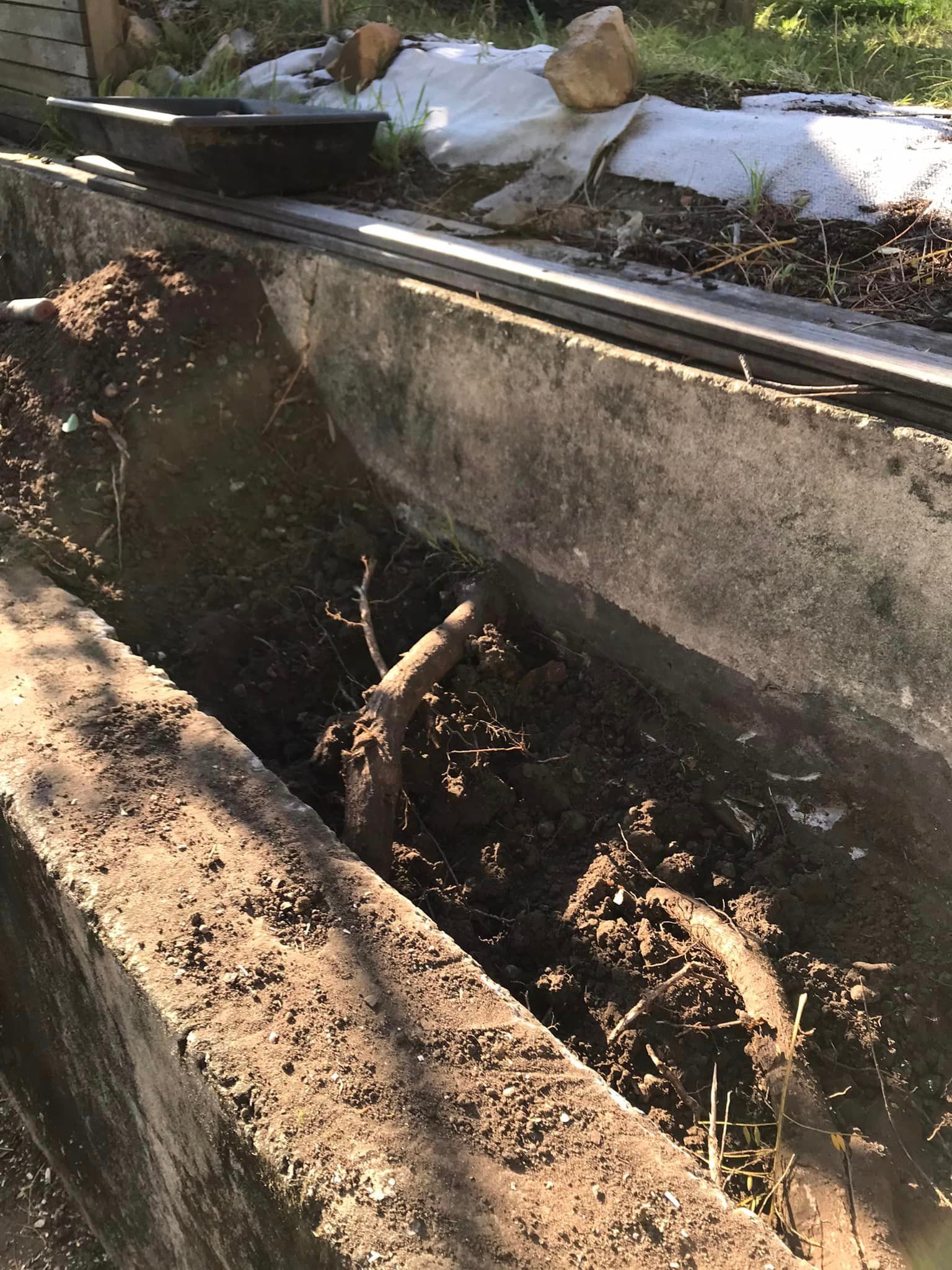 How to get rid of big roots? | Bunnings Workshop community