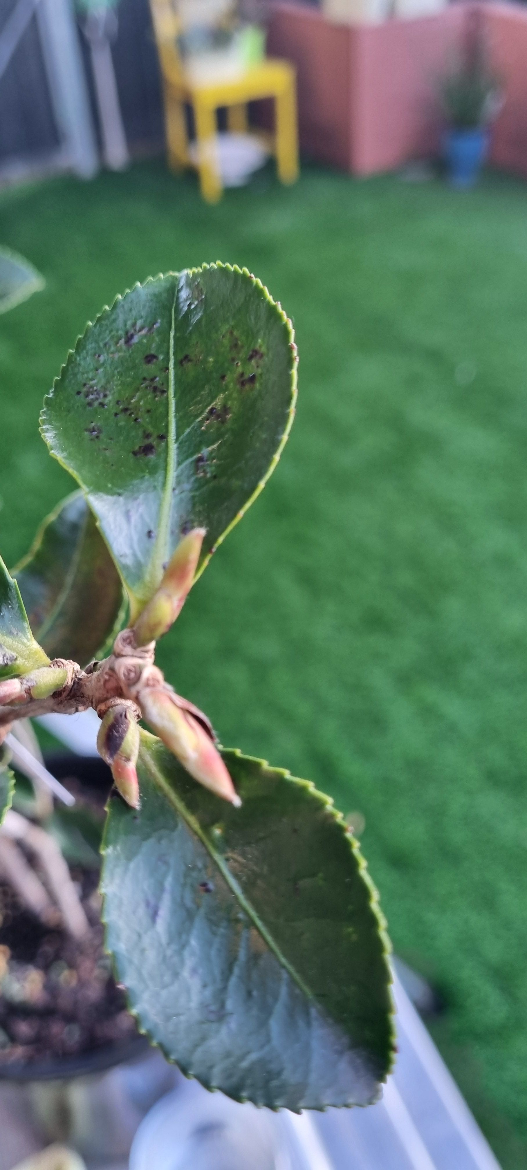 How to treat Camellia with bumpy leaves? | Bunnings Workshop community