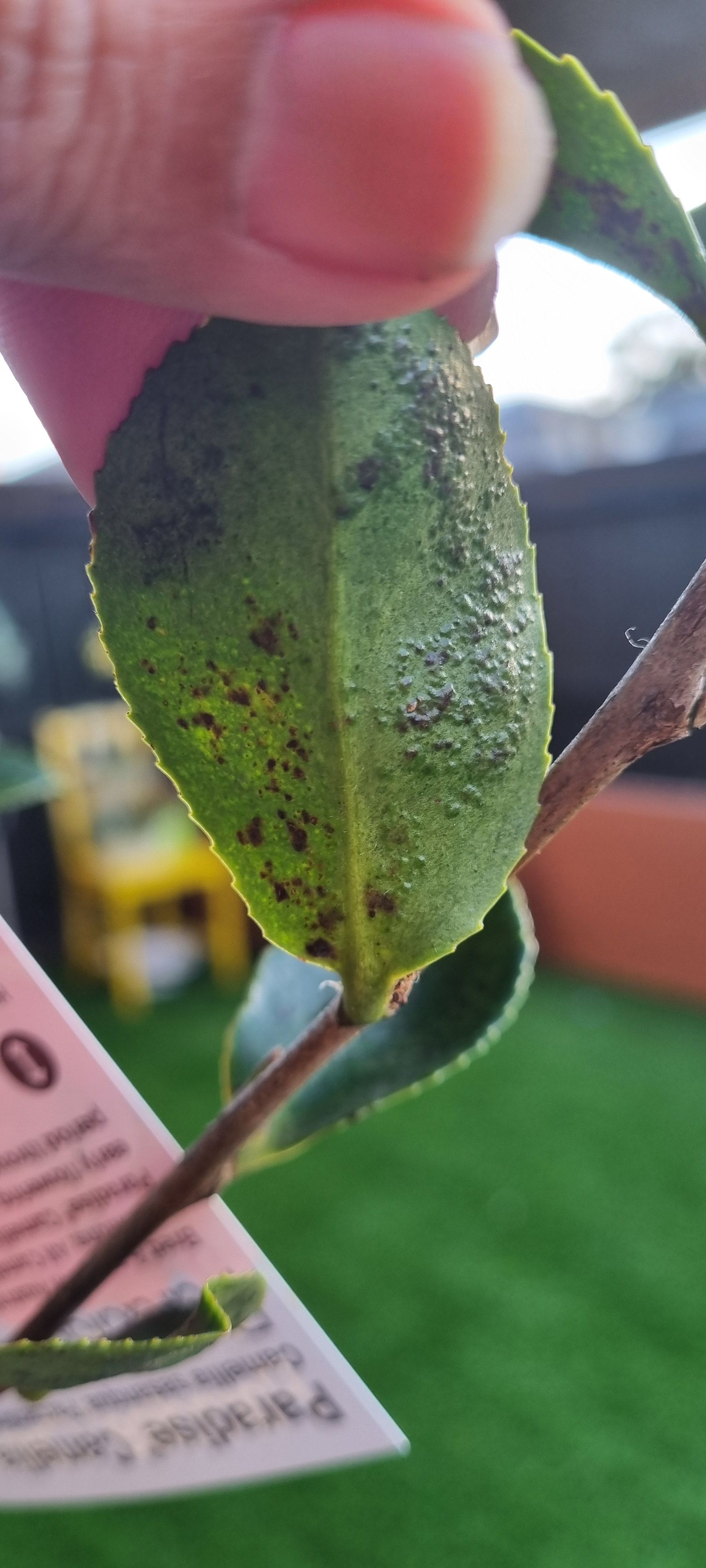 How to treat Camellia with bumpy leaves? | Bunnings Workshop community