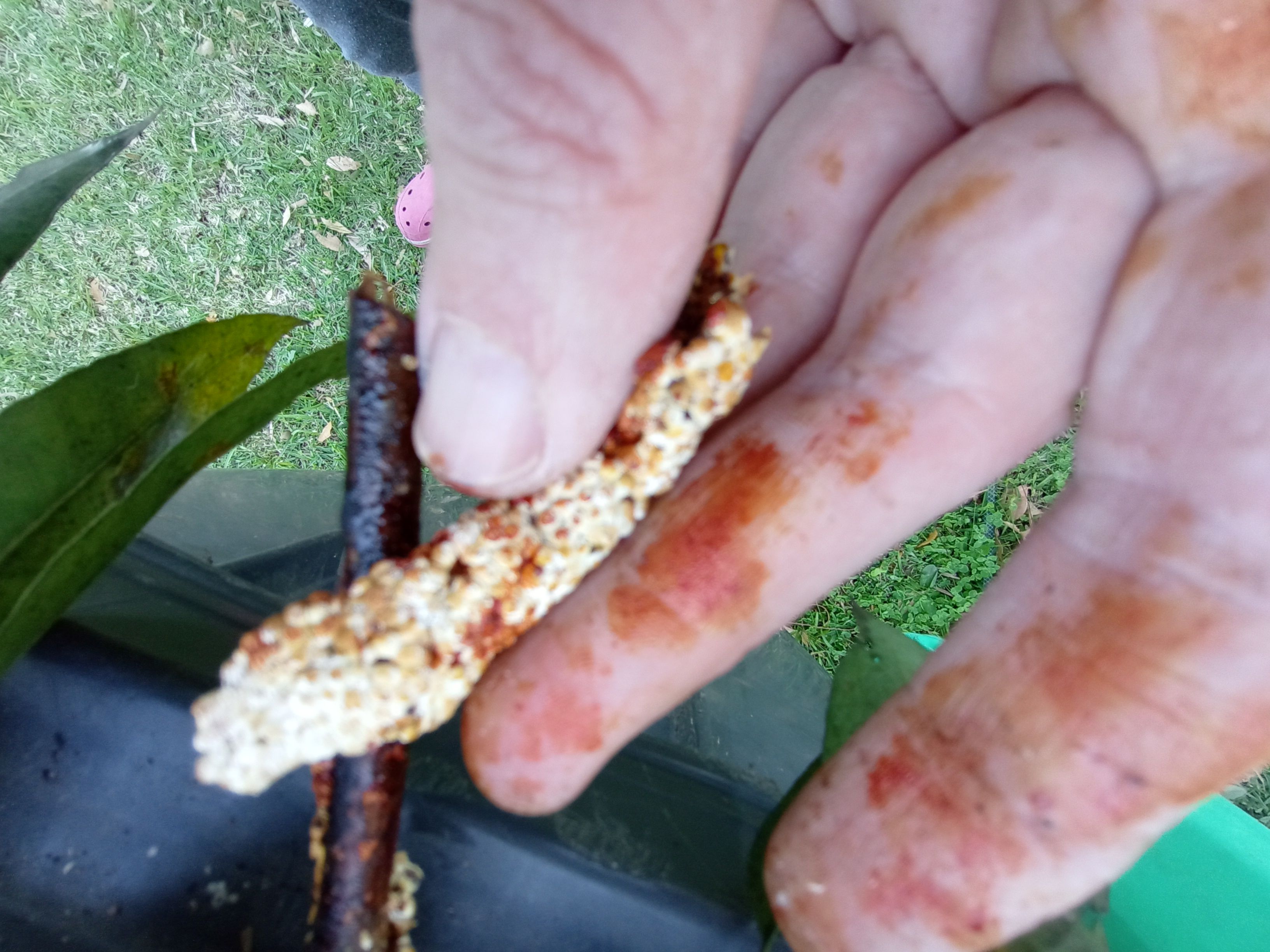 How to treat scale on eucalyptus tree? | Bunnings Workshop community