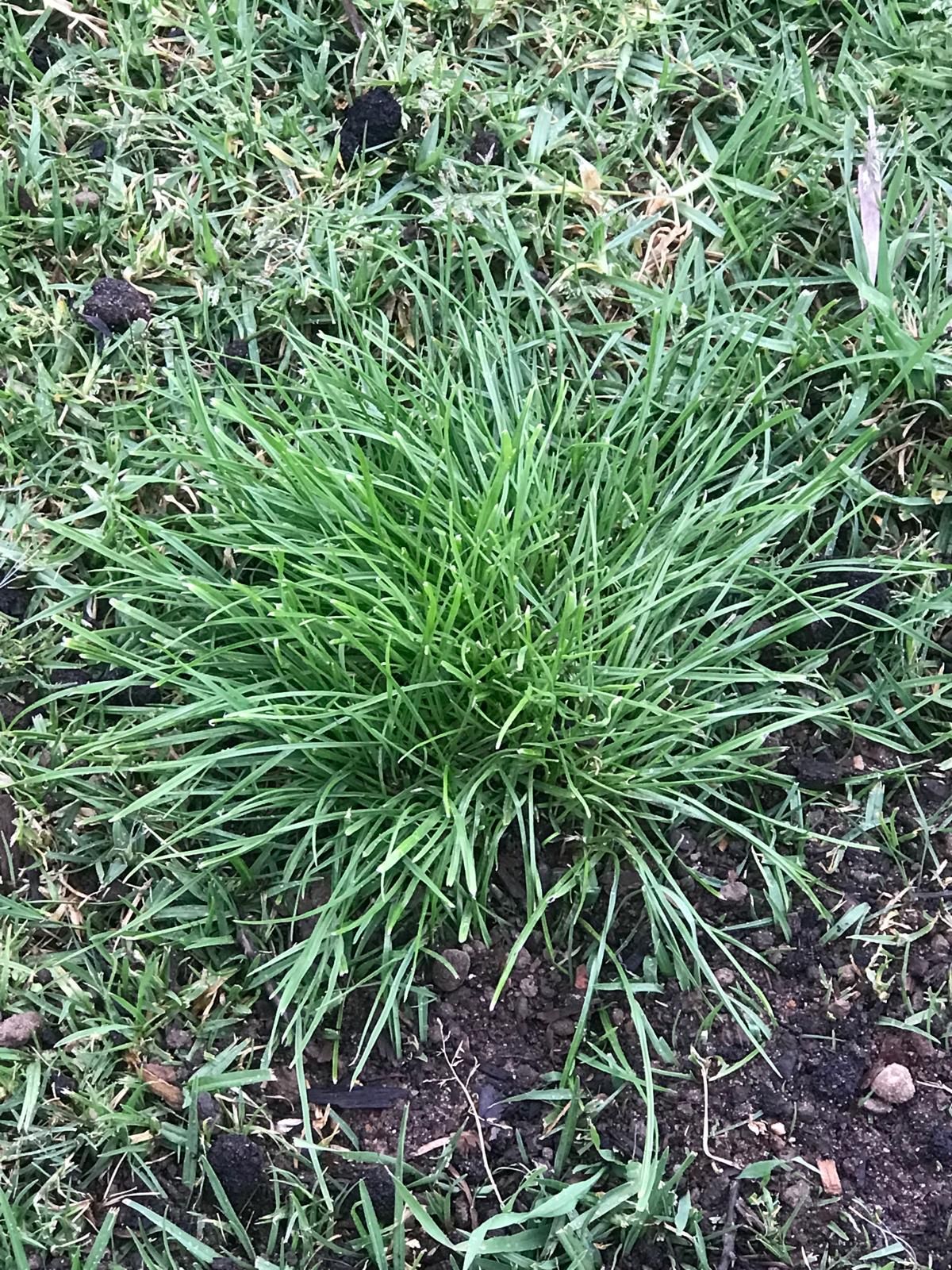 Solved: How to get rid of lawn weeds? | Bunnings Workshop community