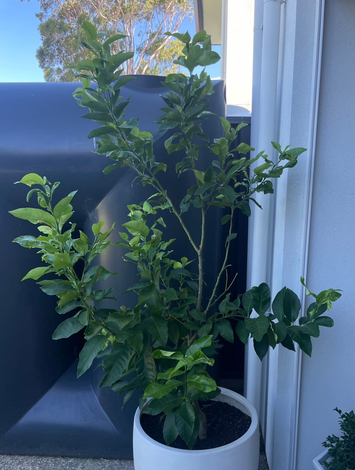 How to revive our lemon tree? | Bunnings Workshop community