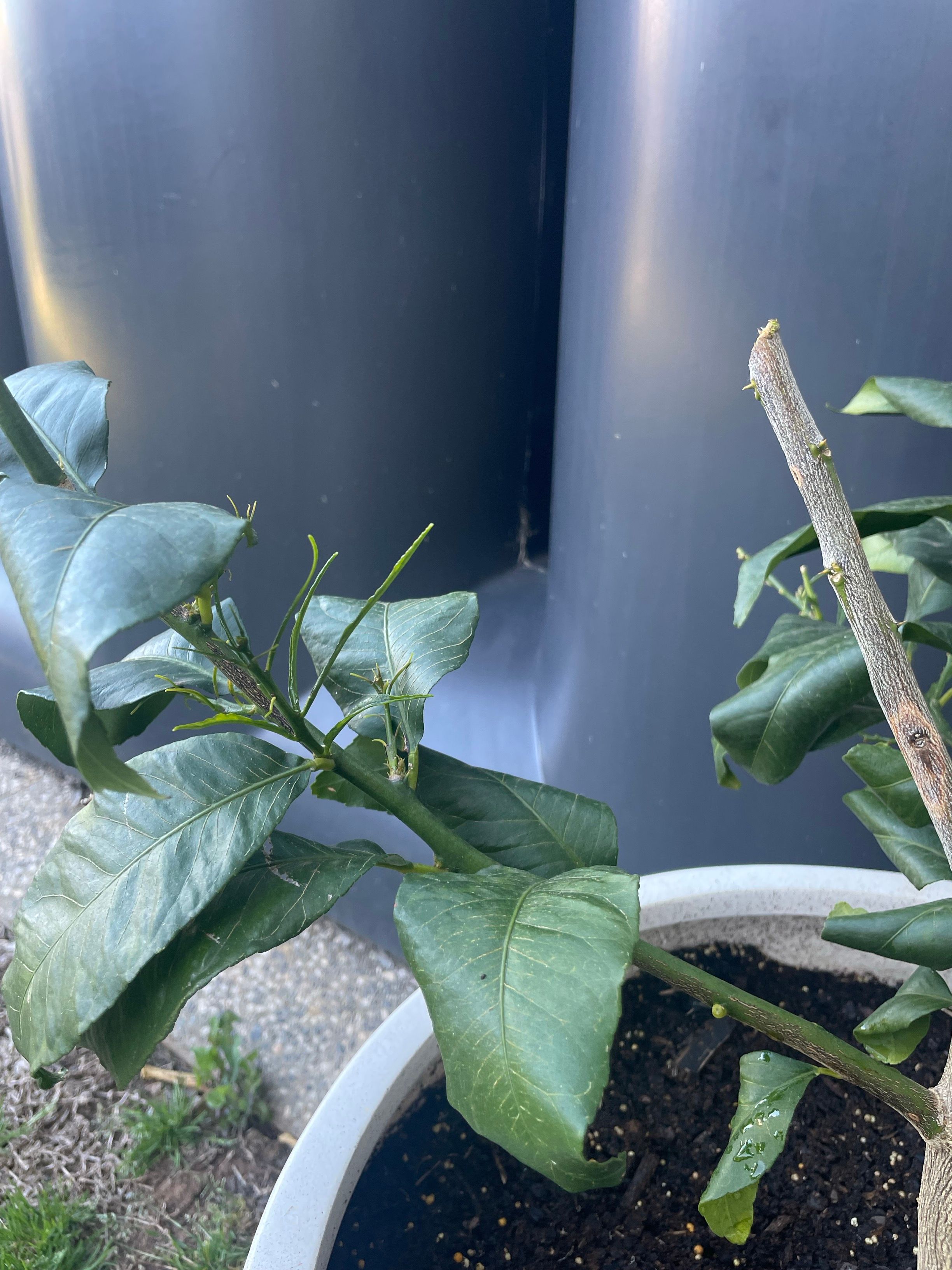 How to revive our lemon tree? | Bunnings Workshop community