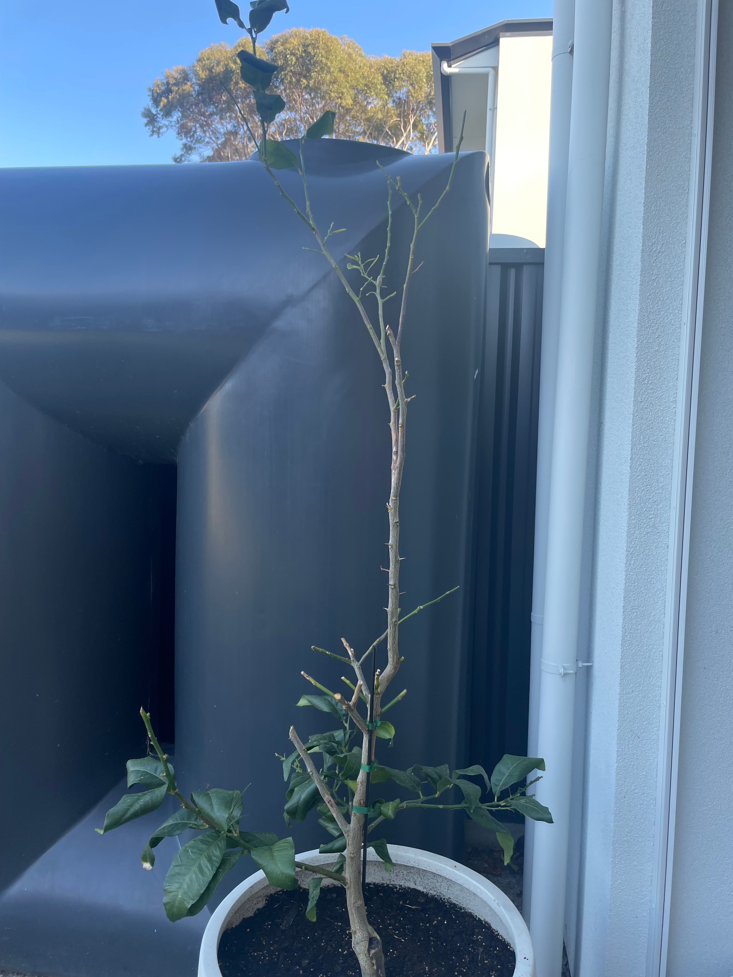 How to revive our lemon tree? | Bunnings Workshop community