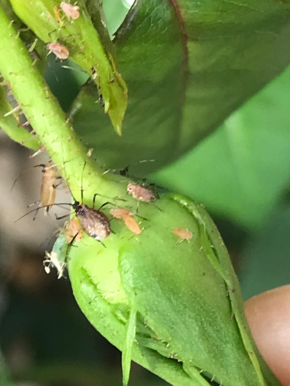 How to get rid of bugs on rose leaves? | Bunnings Workshop community