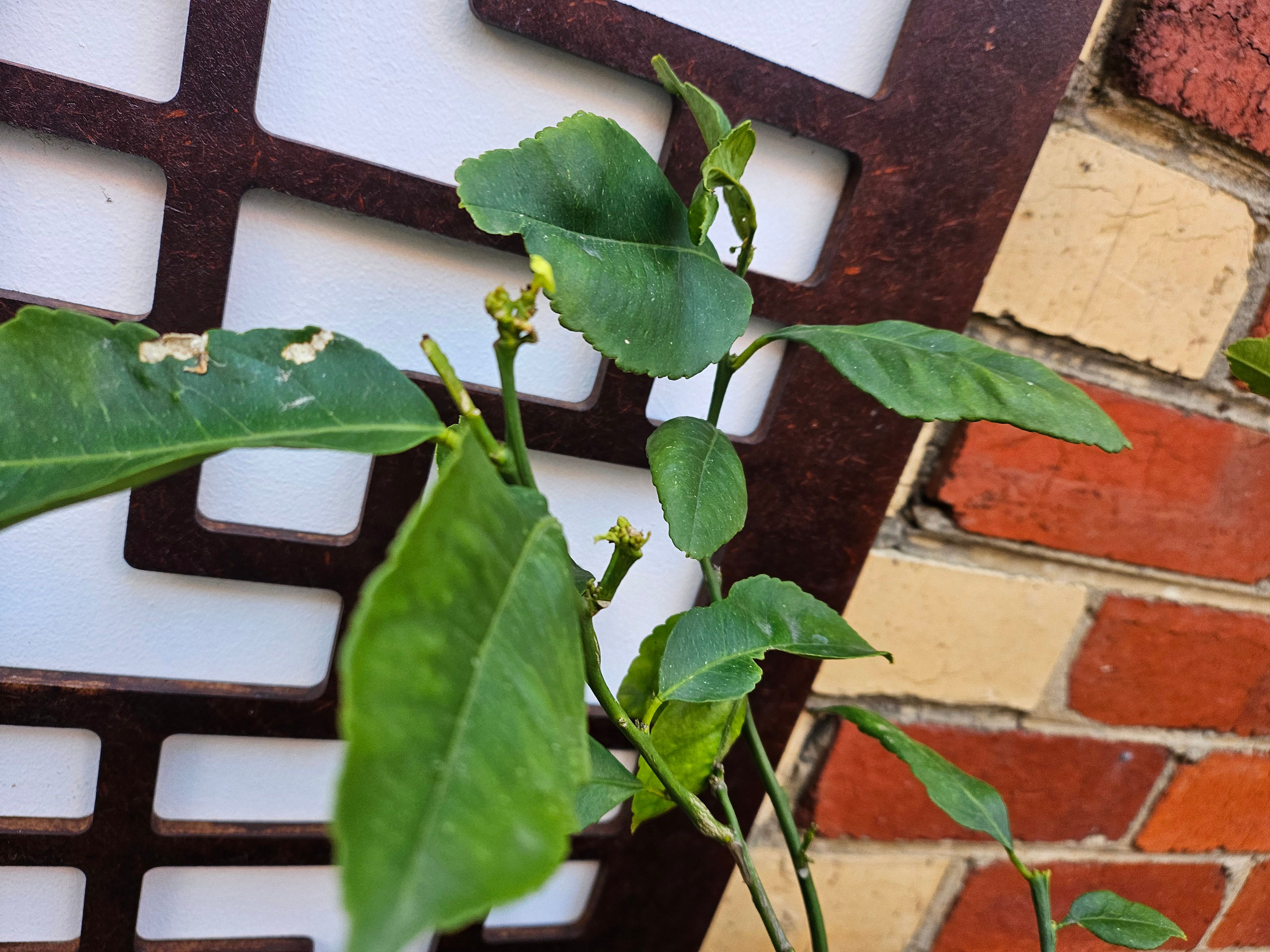 How to revive potted lemon tree? | Bunnings Workshop community