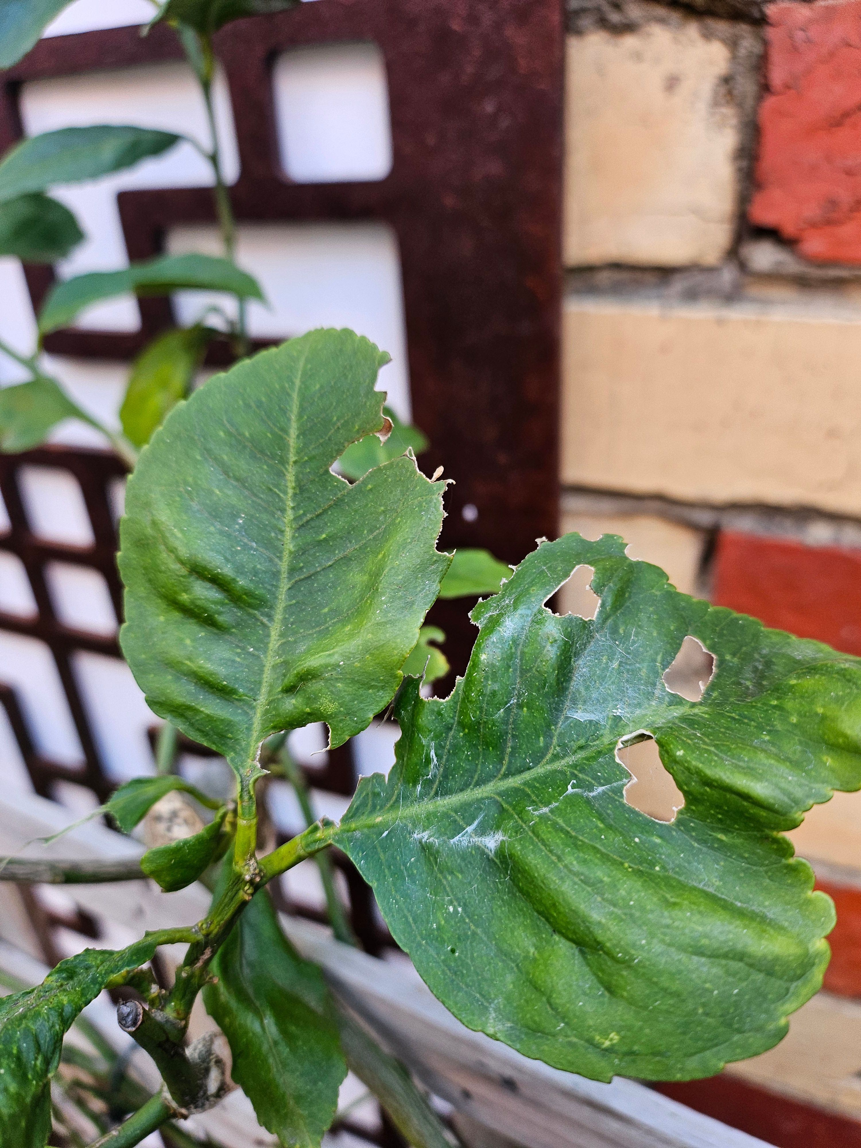 How to revive potted lemon tree? | Bunnings Workshop community