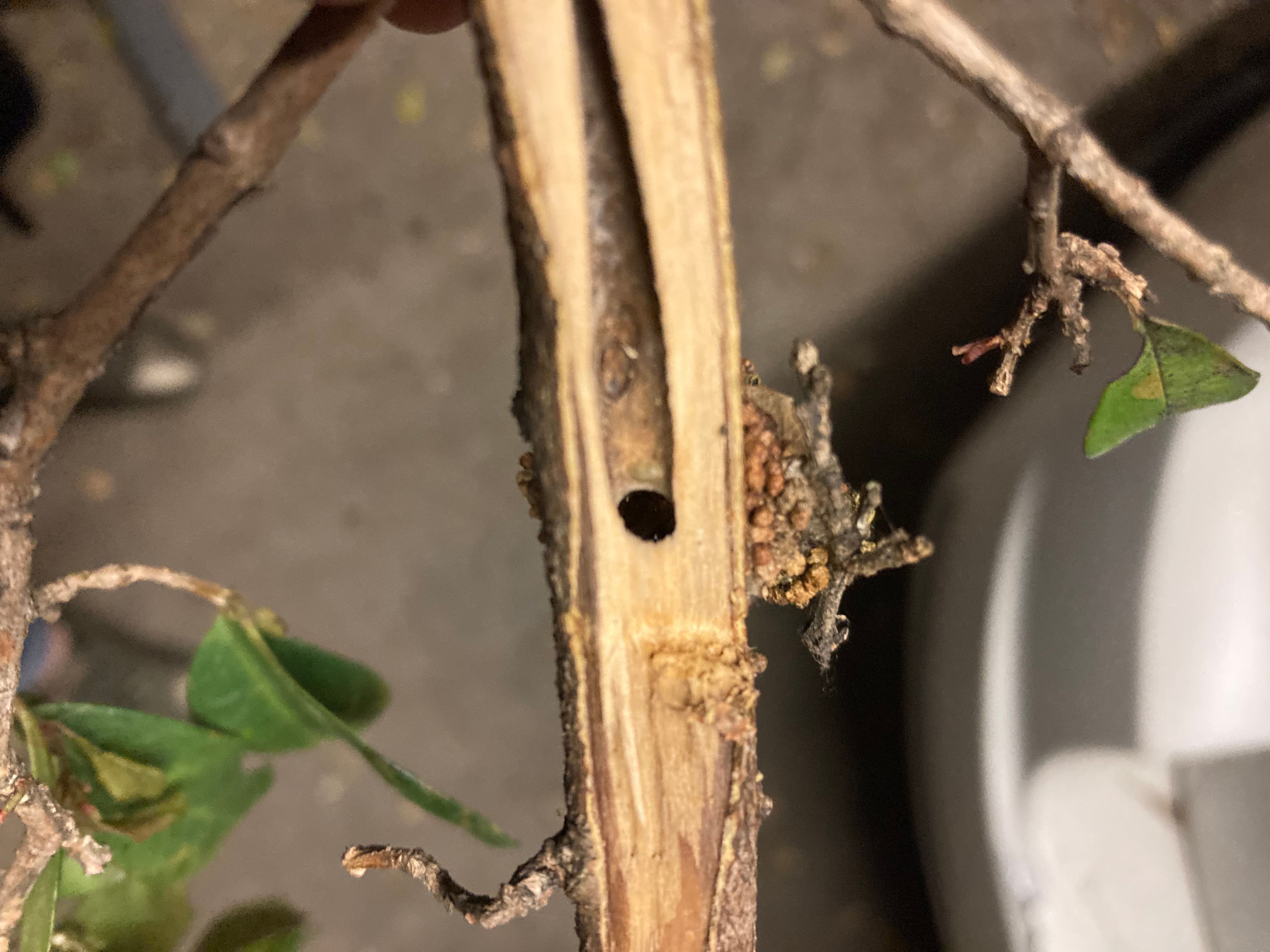 How to treat Lilly Pilly borer infestati... | Bunnings Workshop community