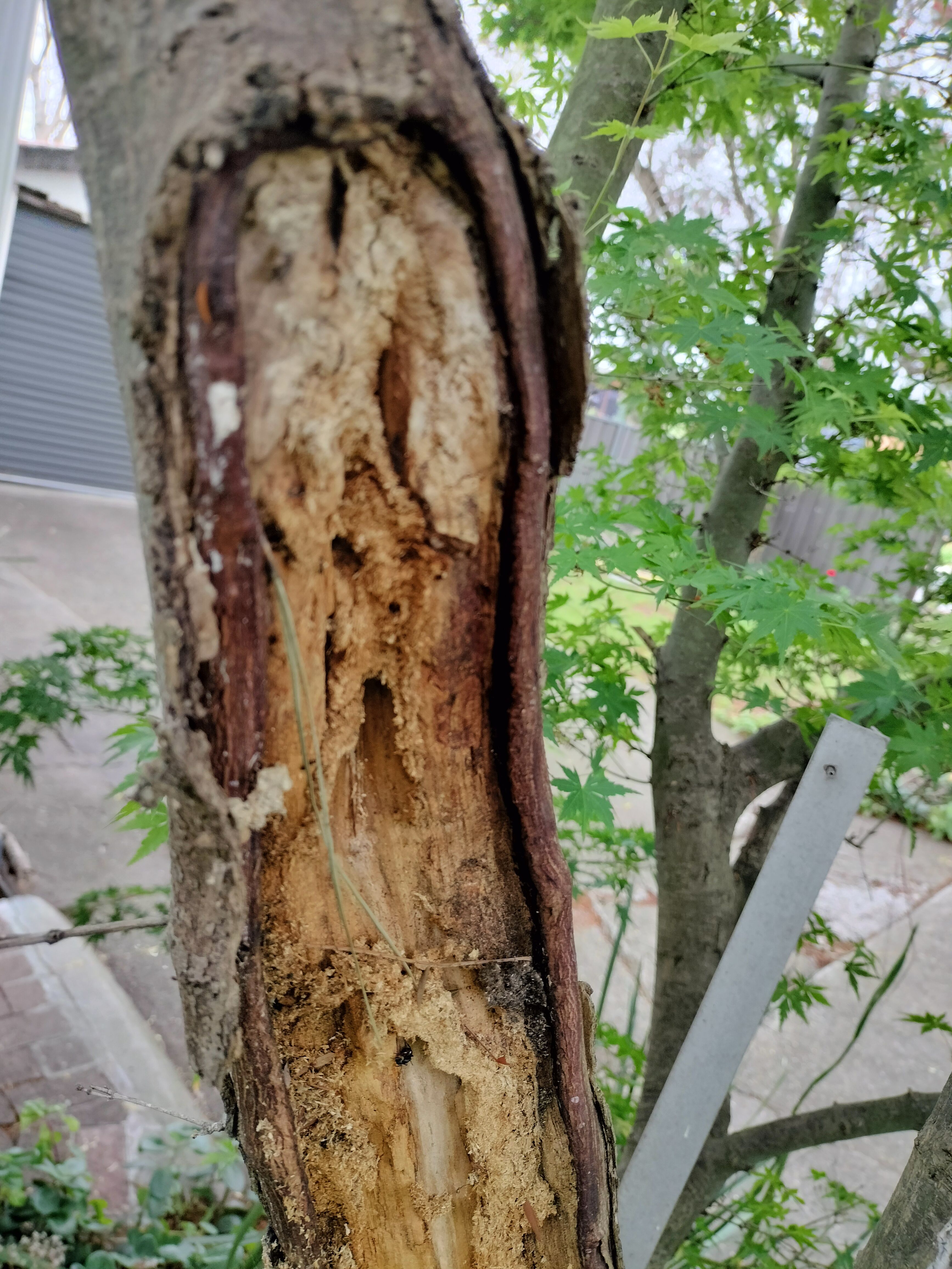 How to treat wood borer in Japanese Mapl... | Bunnings Workshop community