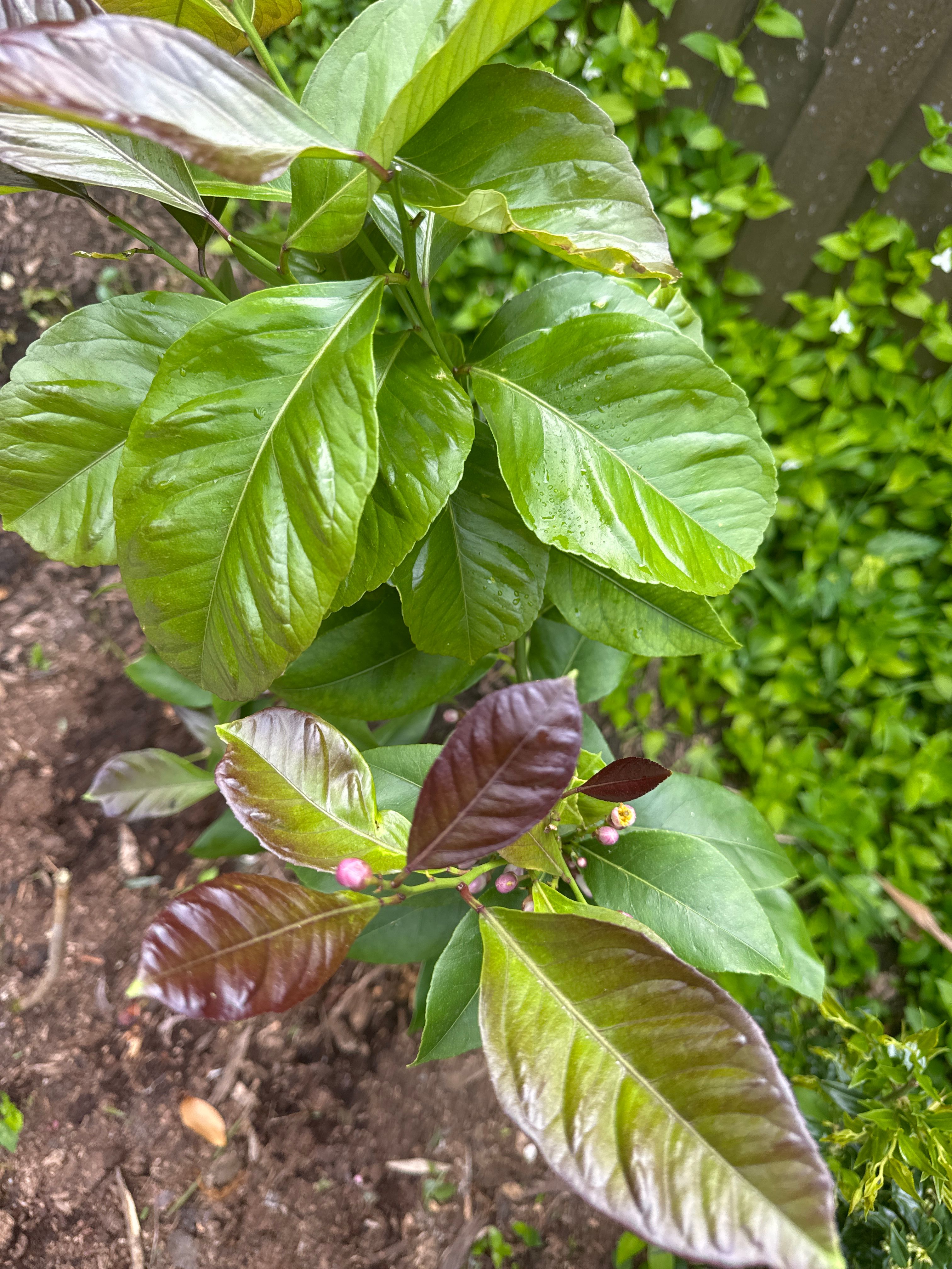 How to stop pests eating lemon tree leav... | Bunnings Workshop community