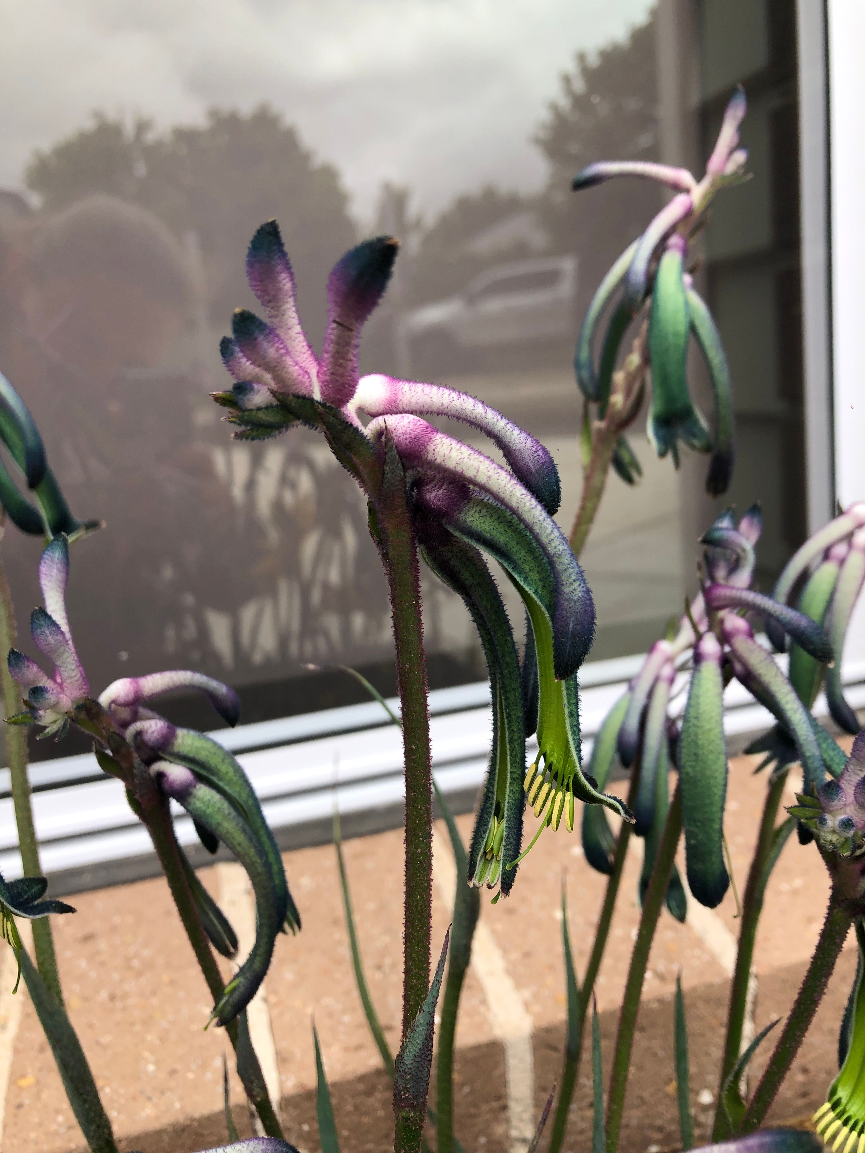 How to revive drooping Kangaroo Paws? | Bunnings Workshop community