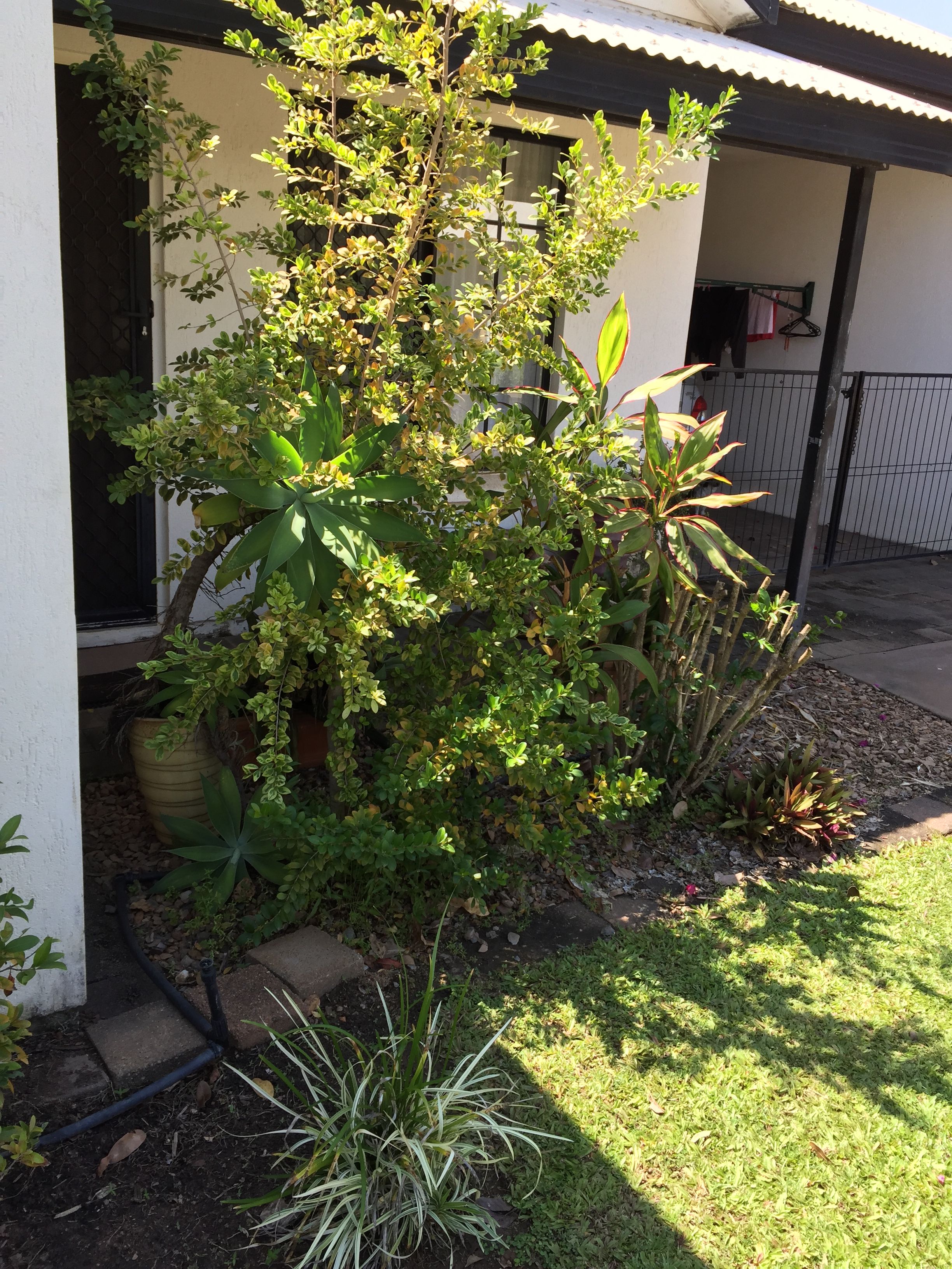 Front garden | Bunnings Workshop community