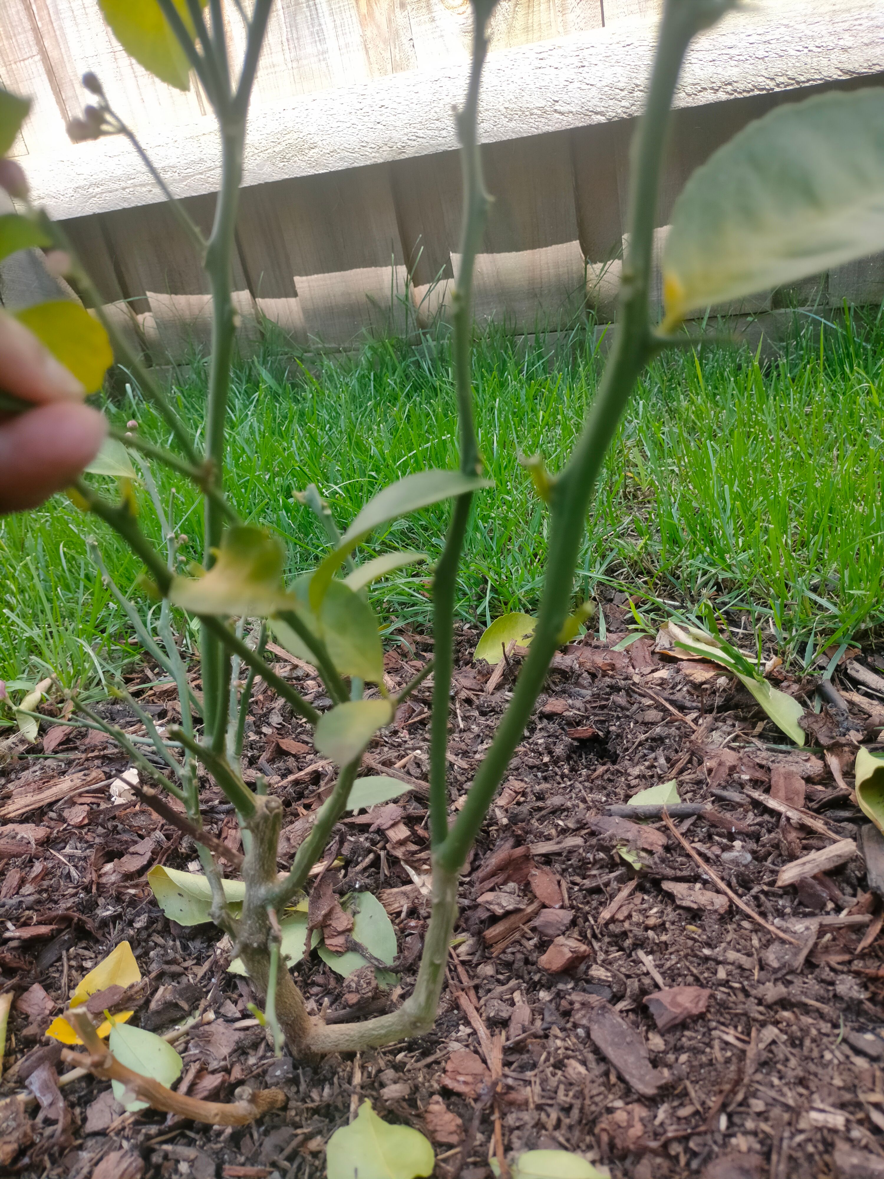 How to treat dwarf meyer lemon tree with... | Bunnings Workshop community