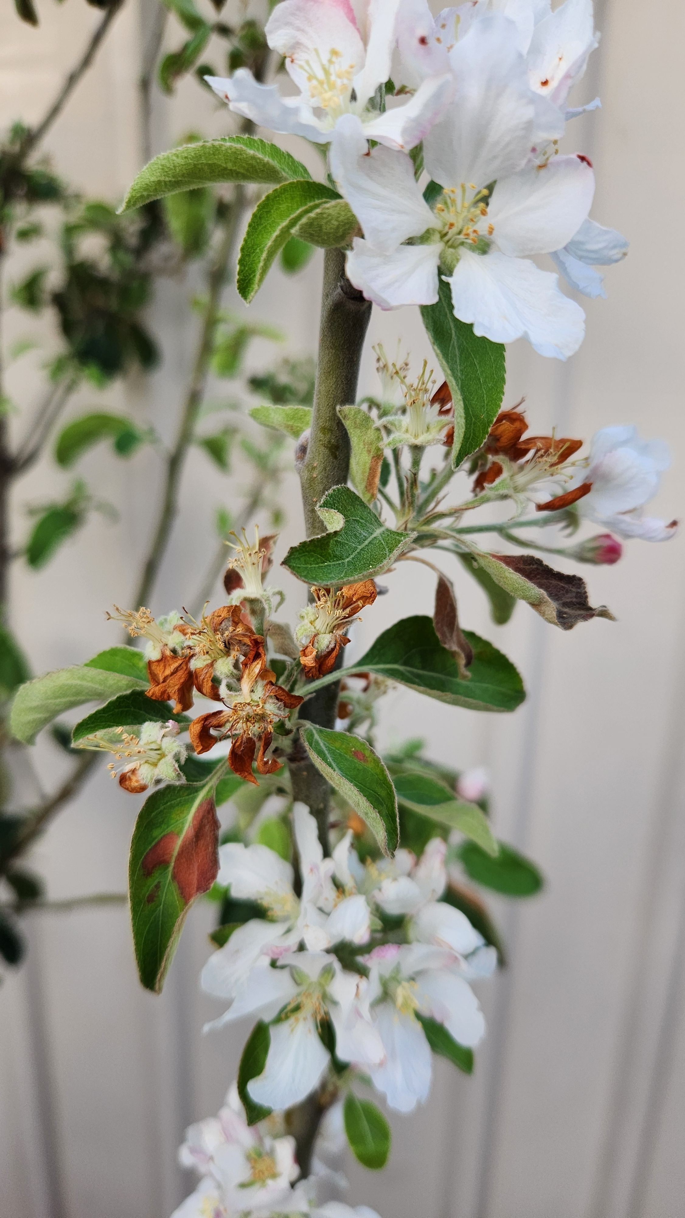 How to stop apple blossoms and leaves tu... | Bunnings Workshop community