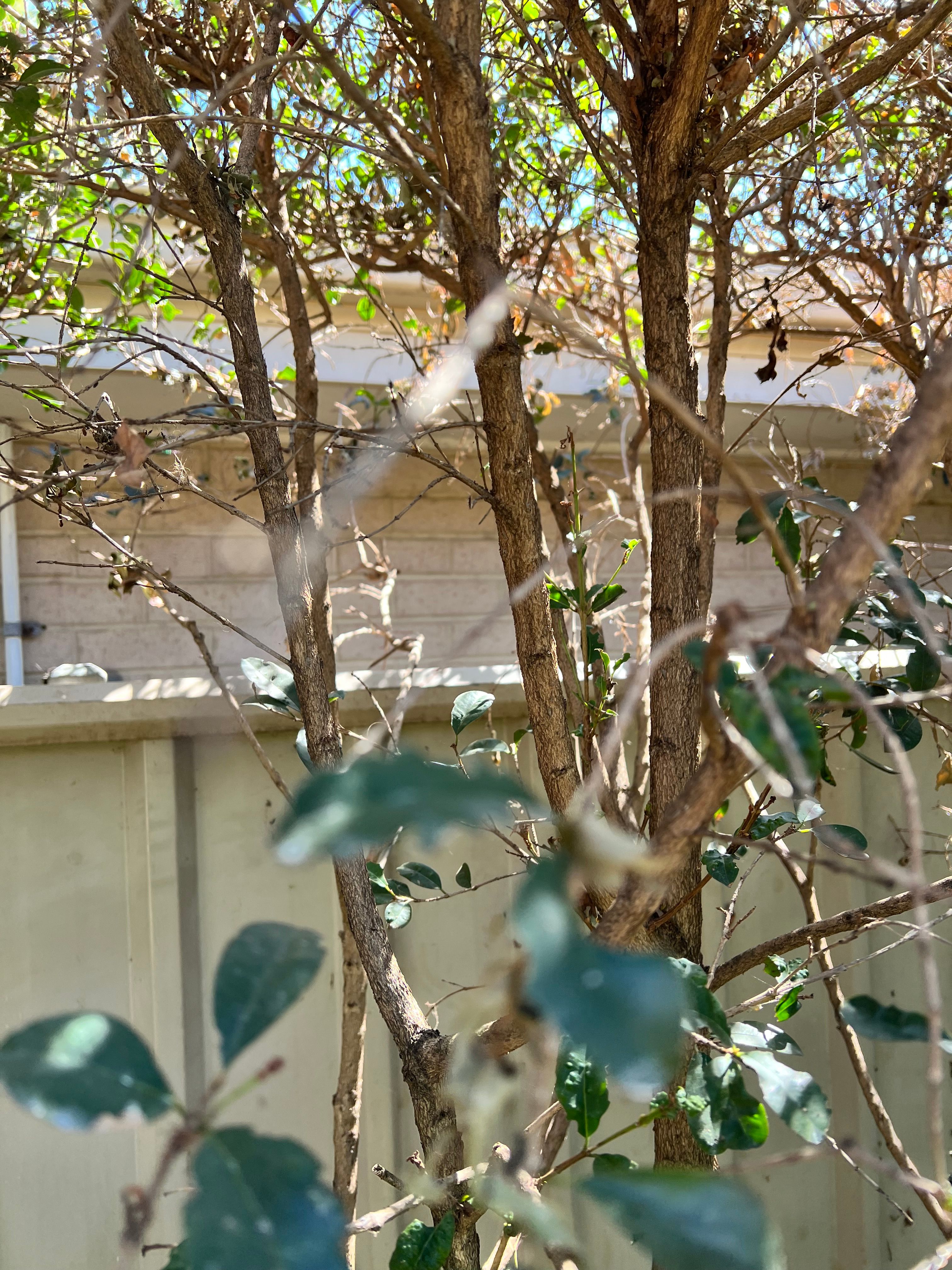 How to rejuvenate a sick lilly pilly hed... | Bunnings Workshop community