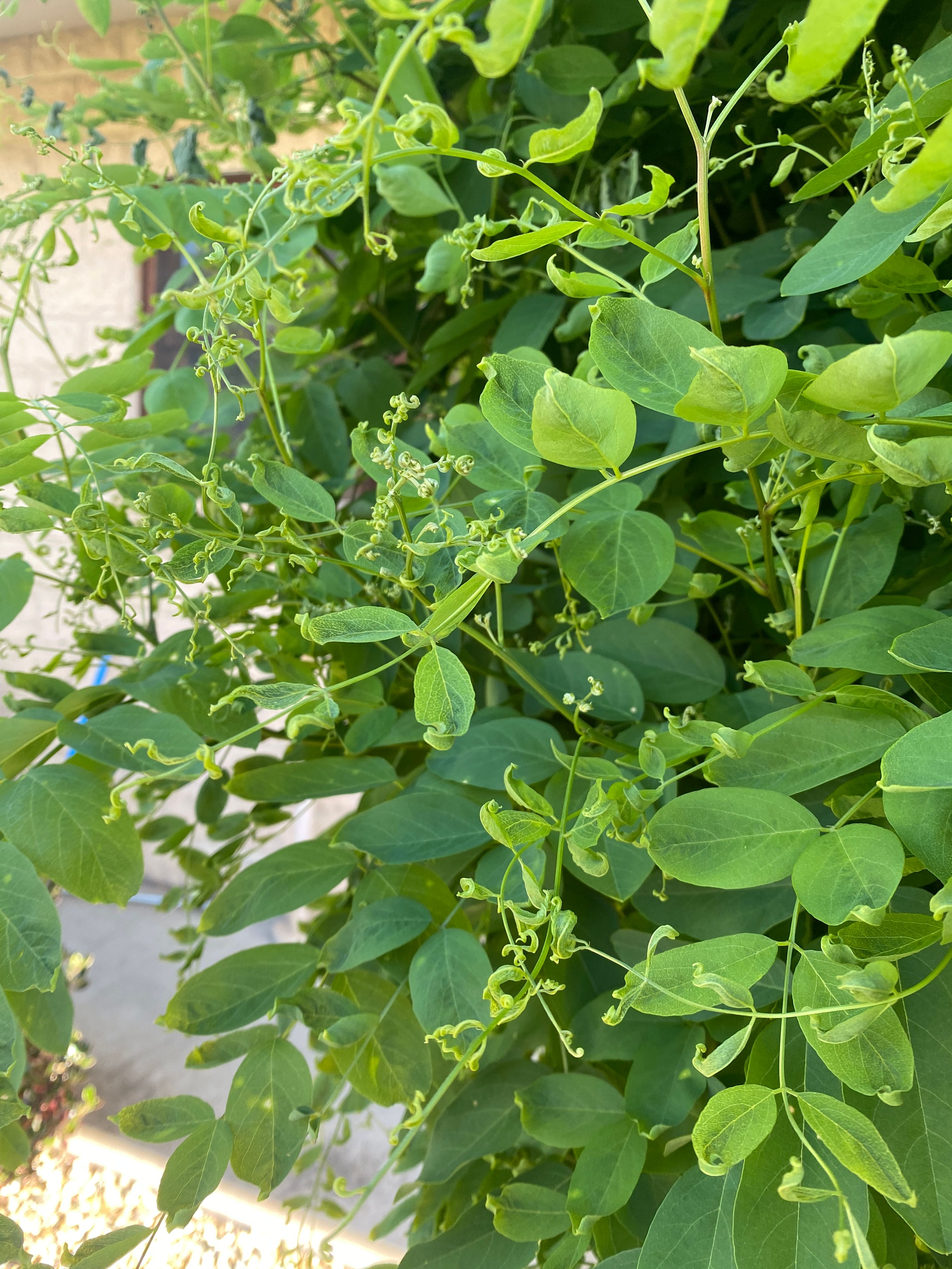 How to revive sick mop top trees? | Bunnings Workshop community
