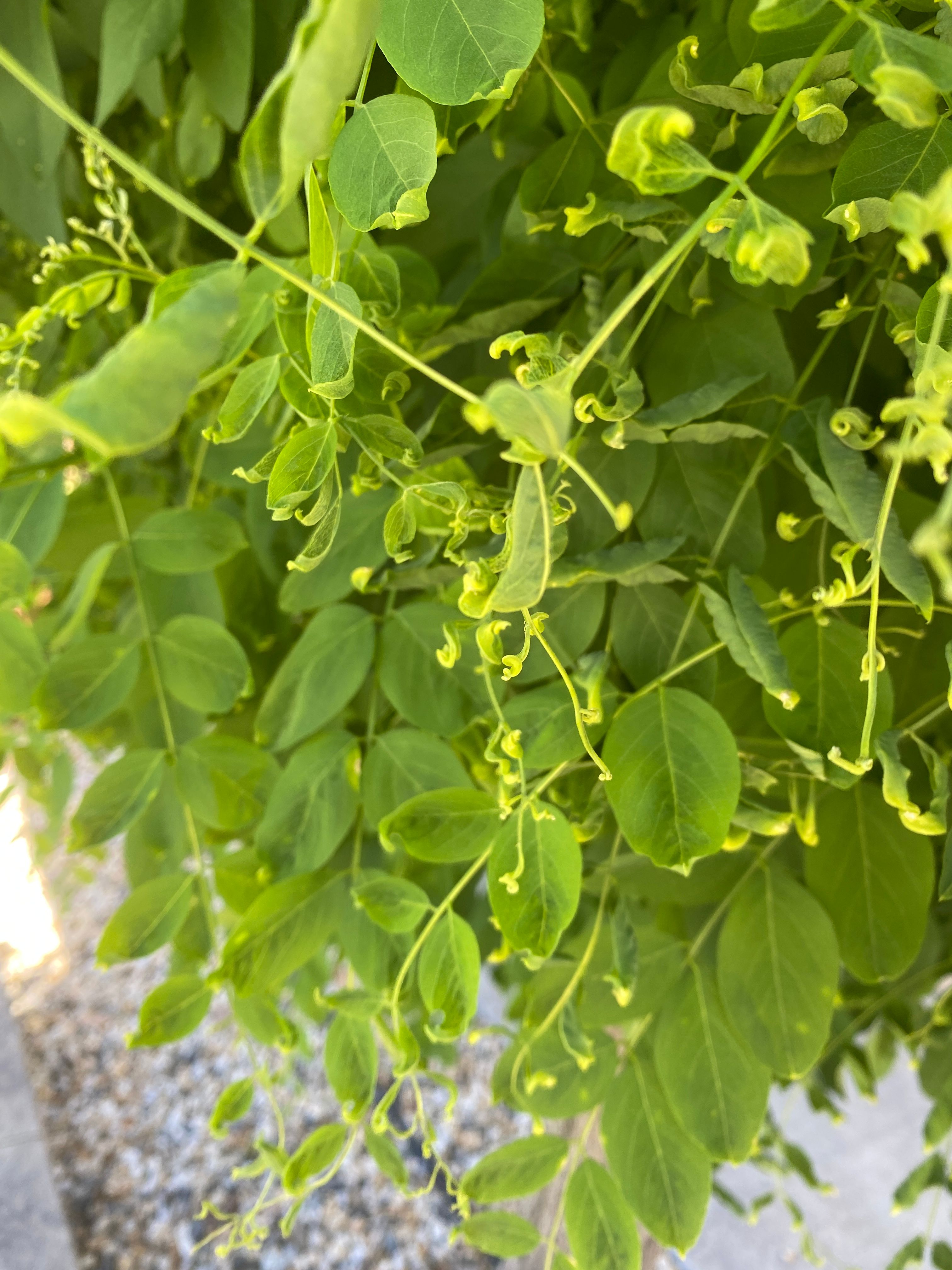 How to revive sick mop top trees? | Bunnings Workshop community