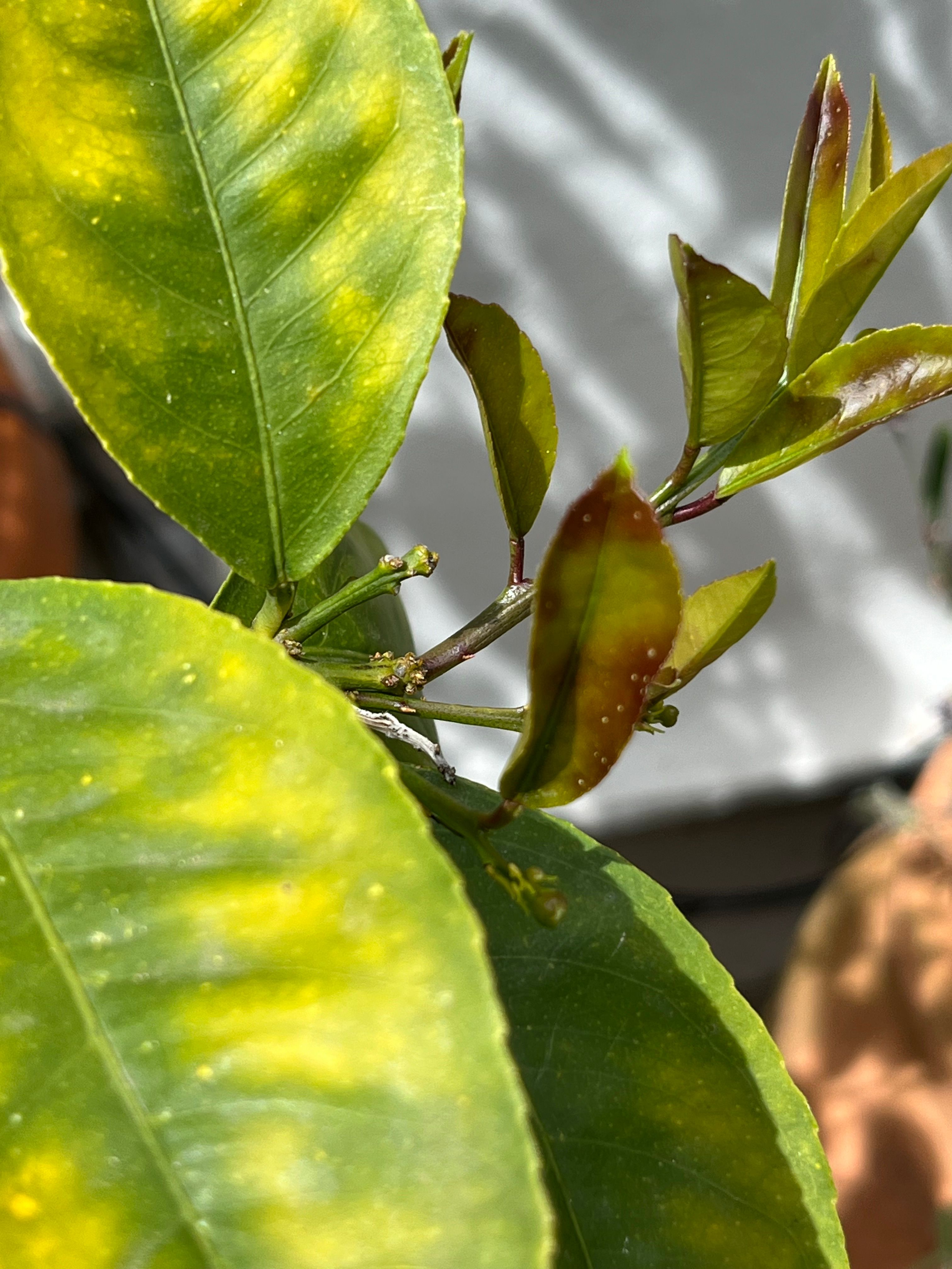 Solved: How to treat brown spots on lemon leaves... | Bunnings Workshop community