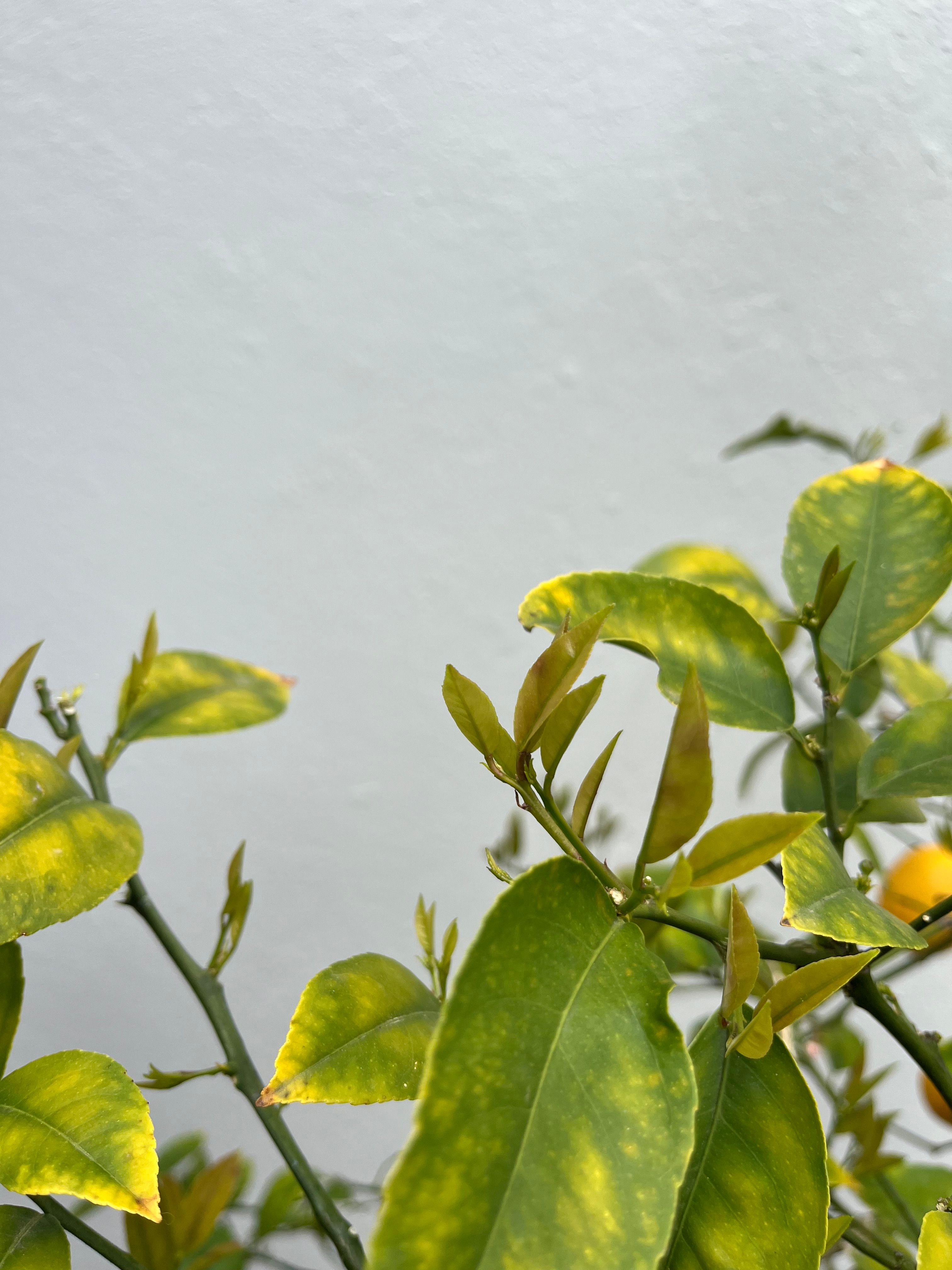 Solved: How to treat brown spots on lemon leaves... | Bunnings Workshop community