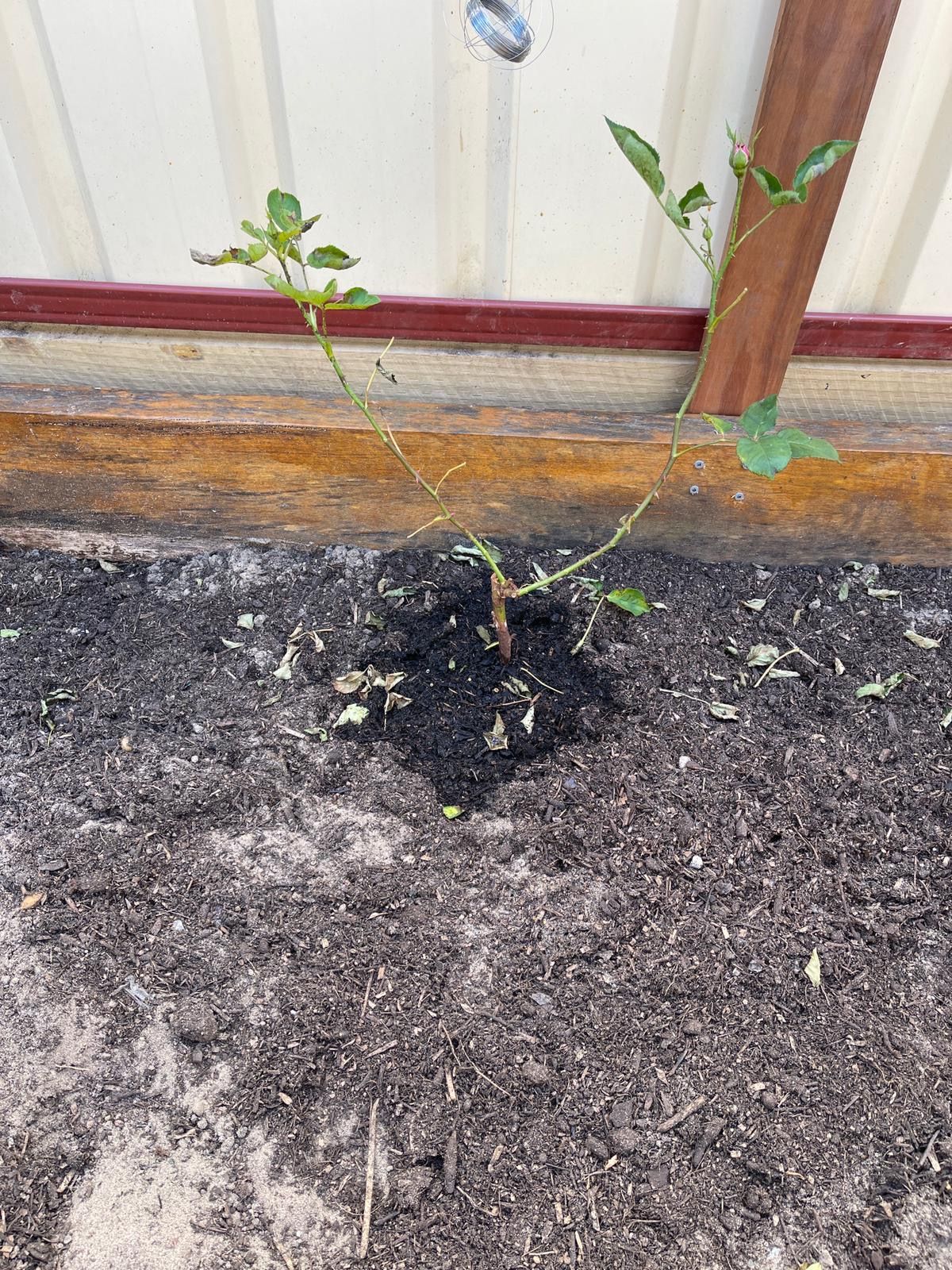 Solved: How to revive roses after planting in ra... | Bunnings Workshop ...