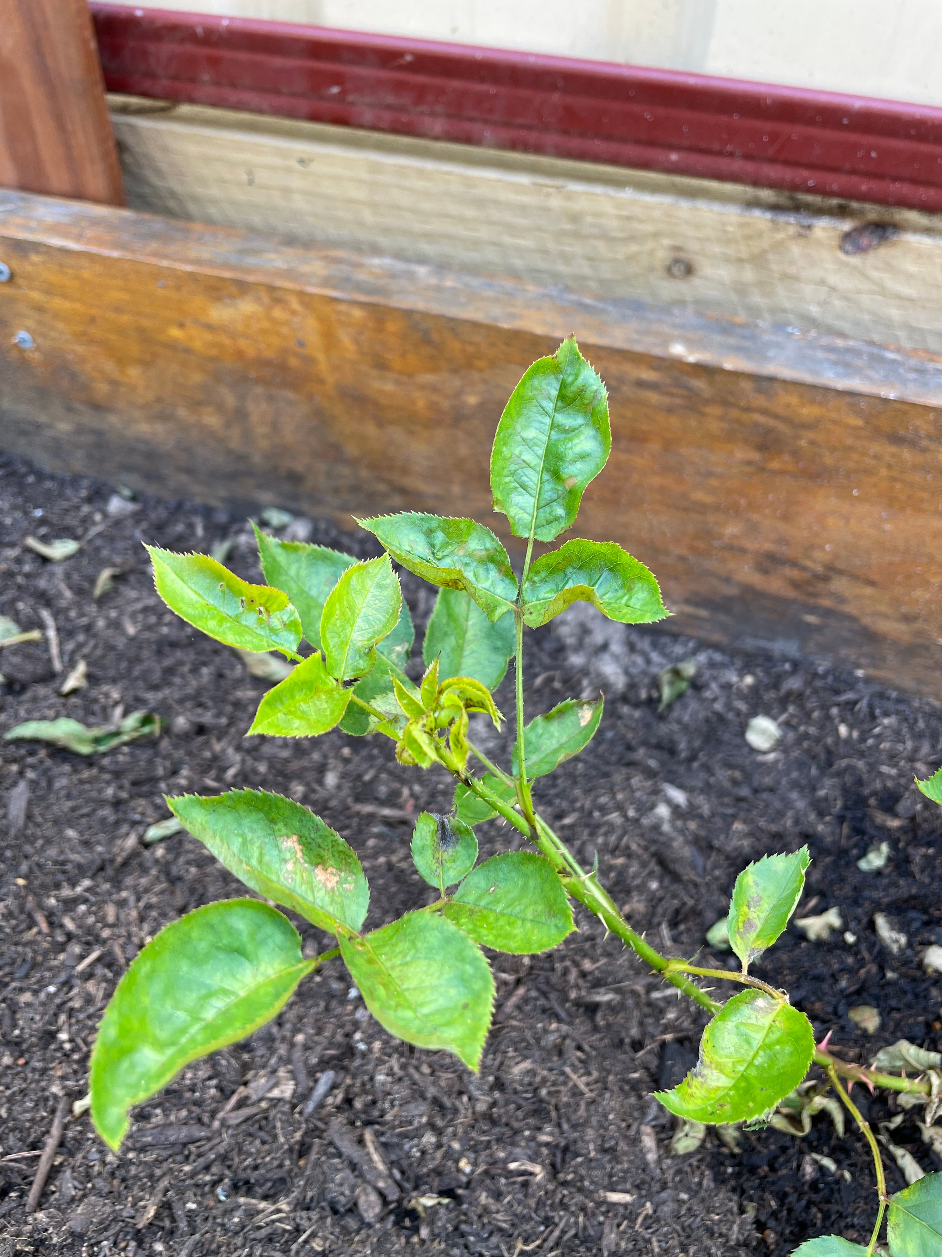 Solved: How to revive roses after planting in ra... | Bunnings Workshop ...