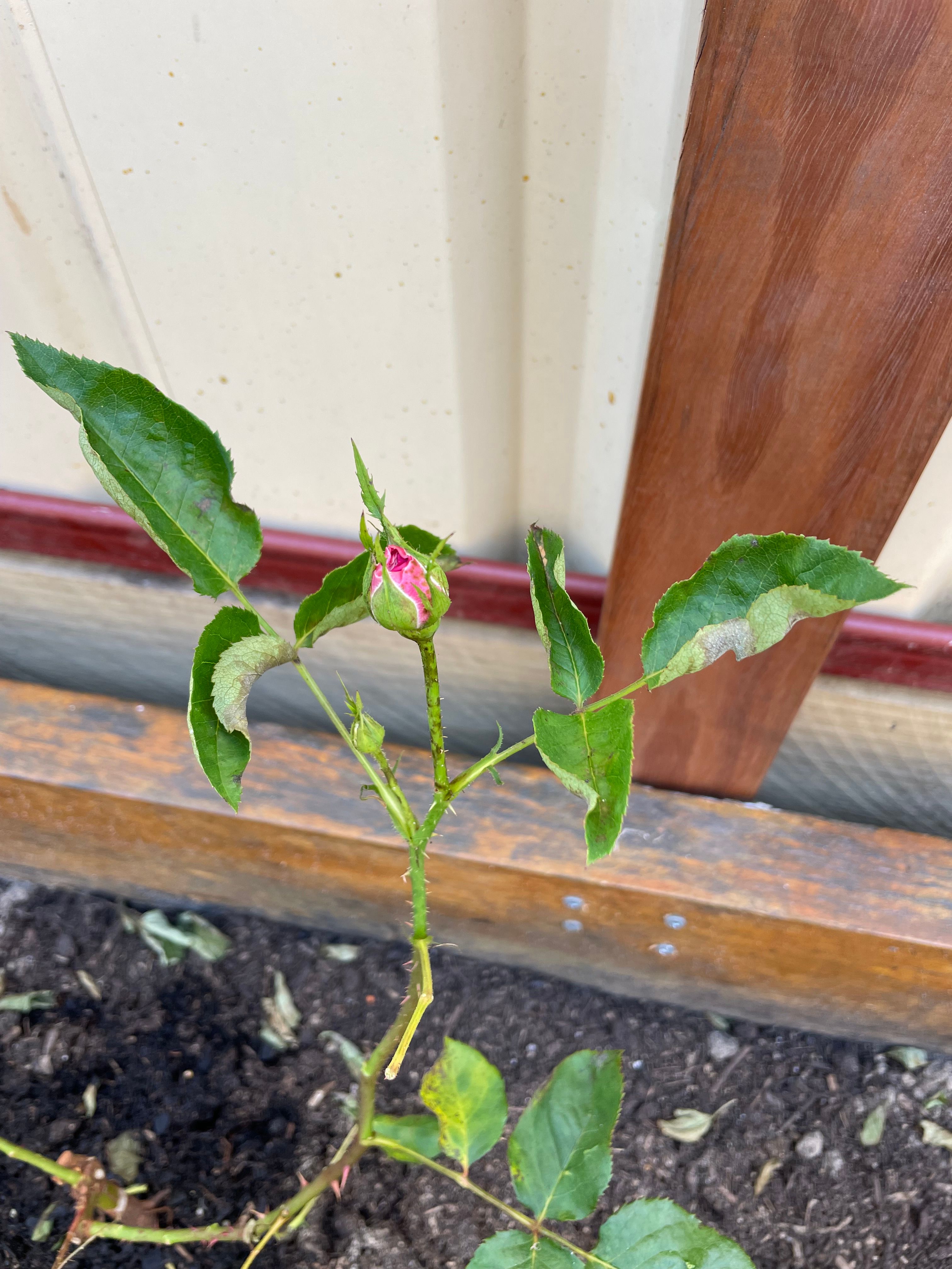 Solved: How to revive roses after planting in ra... | Bunnings Workshop ...