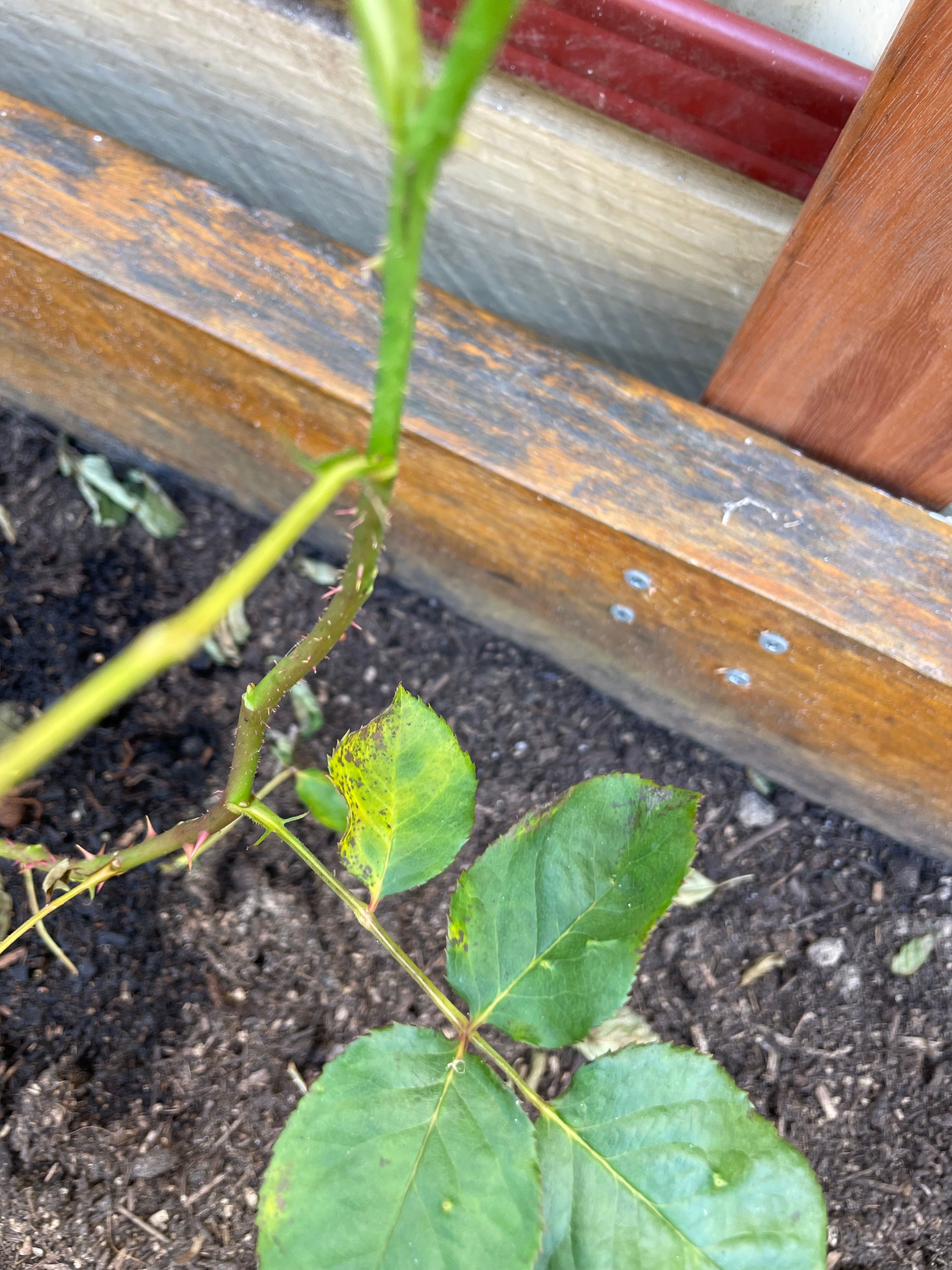 Solved: How to revive roses after planting in ra... | Bunnings Workshop ...