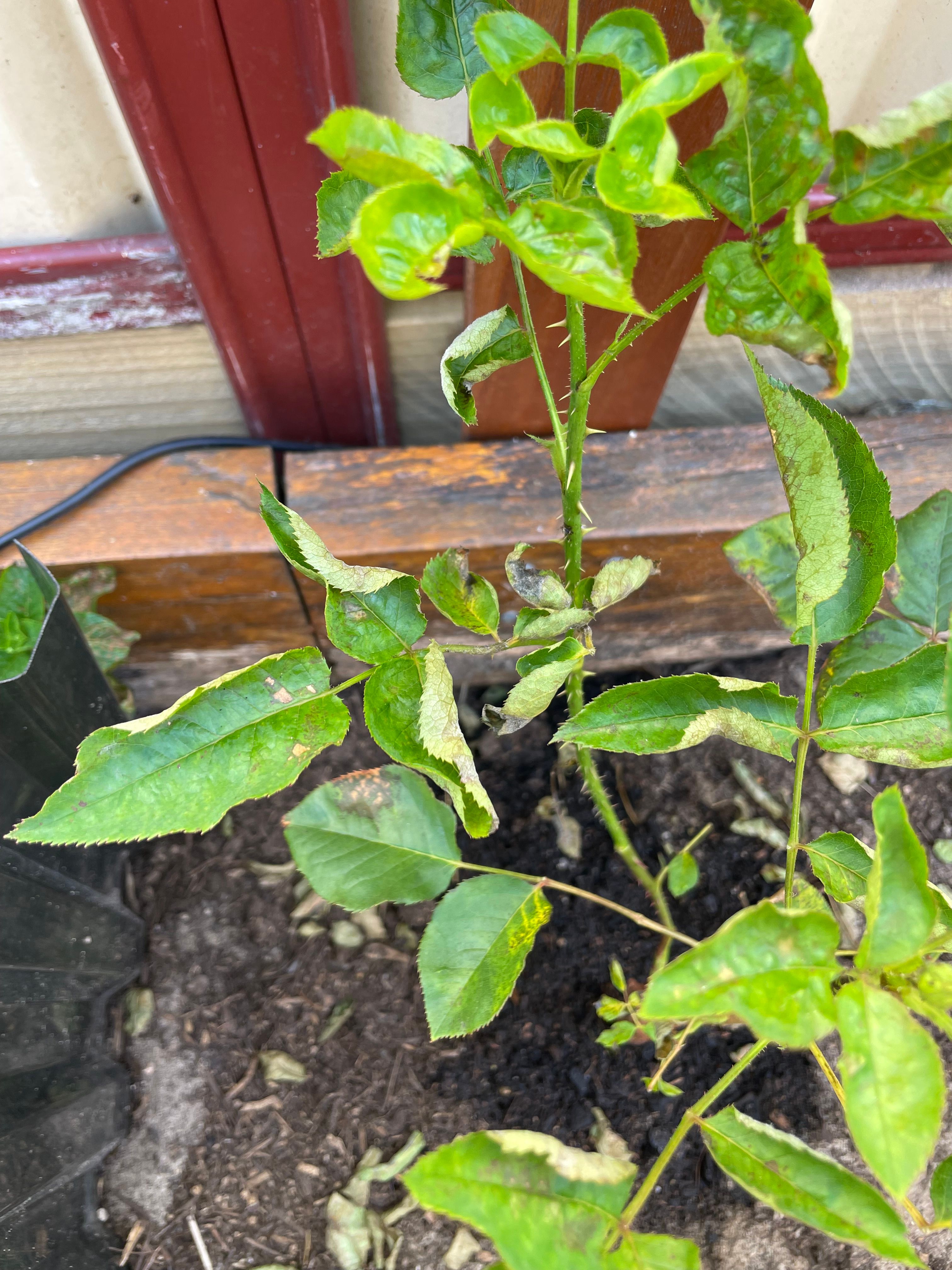 Solved: How to revive roses after planting in ra... | Bunnings Workshop ...