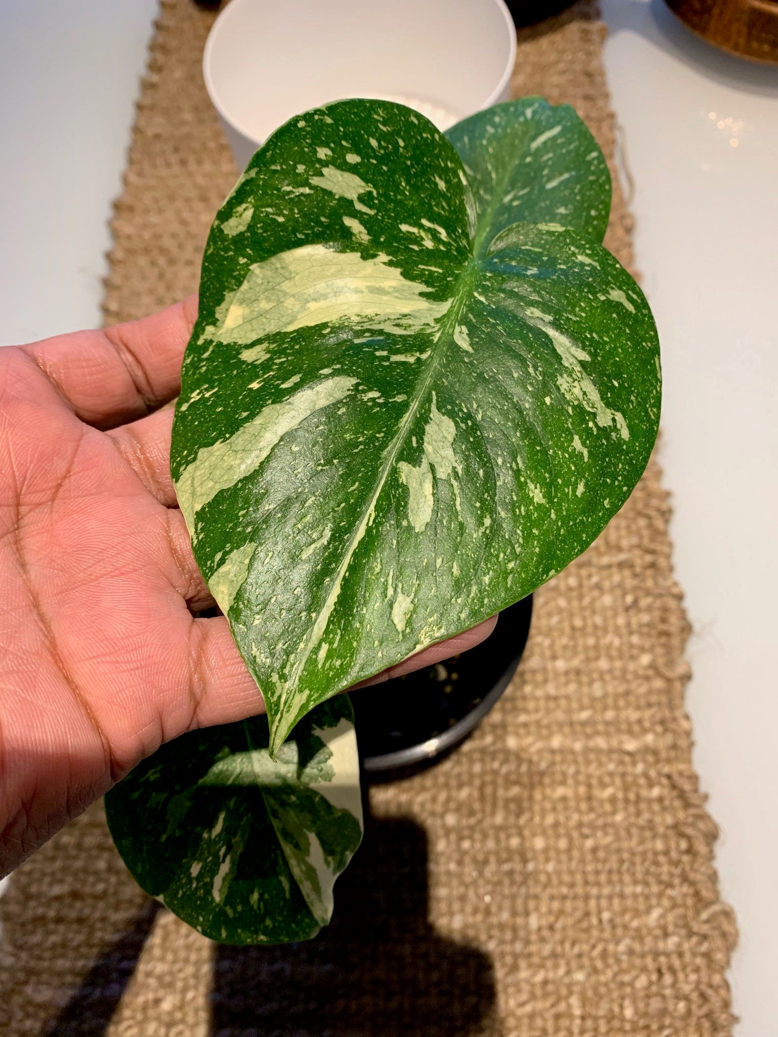 Variegated Monstera? | Bunnings Workshop community