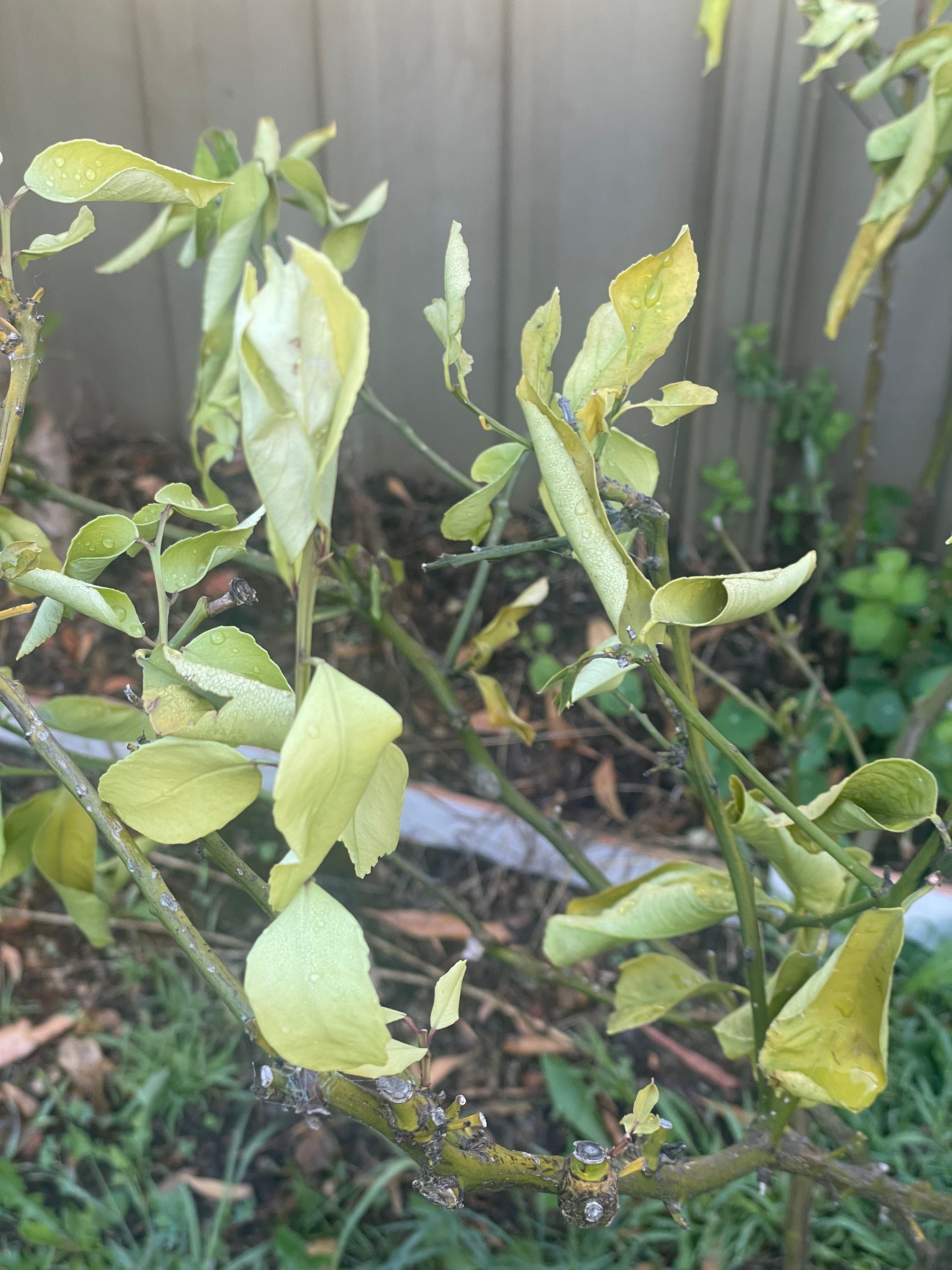 How to revive lemon tree with leaf curl? | Bunnings Workshop community