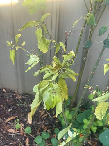 How to revive lemon tree with leaf curl? | Bunnings Workshop community