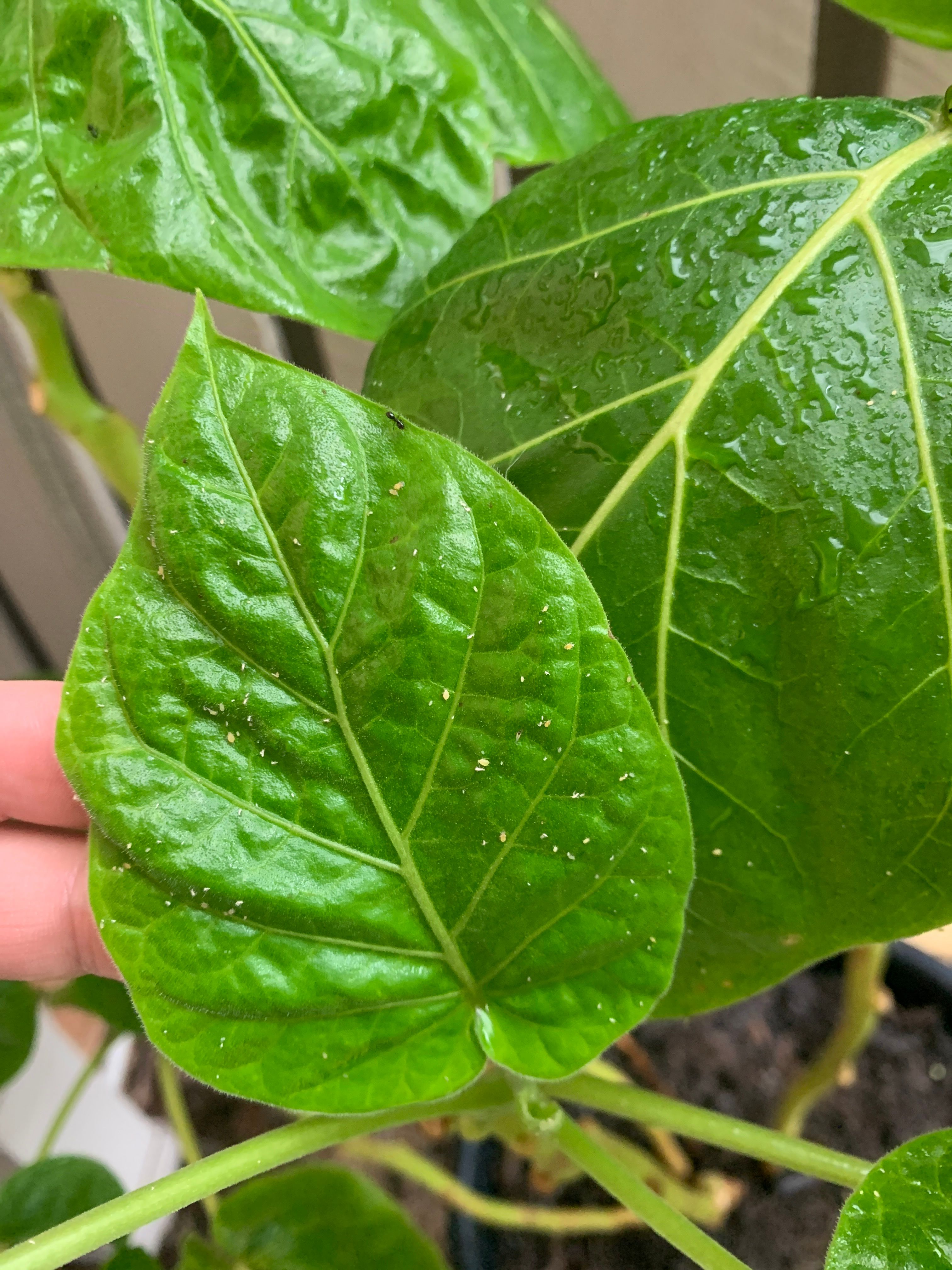 Solved: How to revive tree tomato after aphid at... | Bunnings Workshop ...