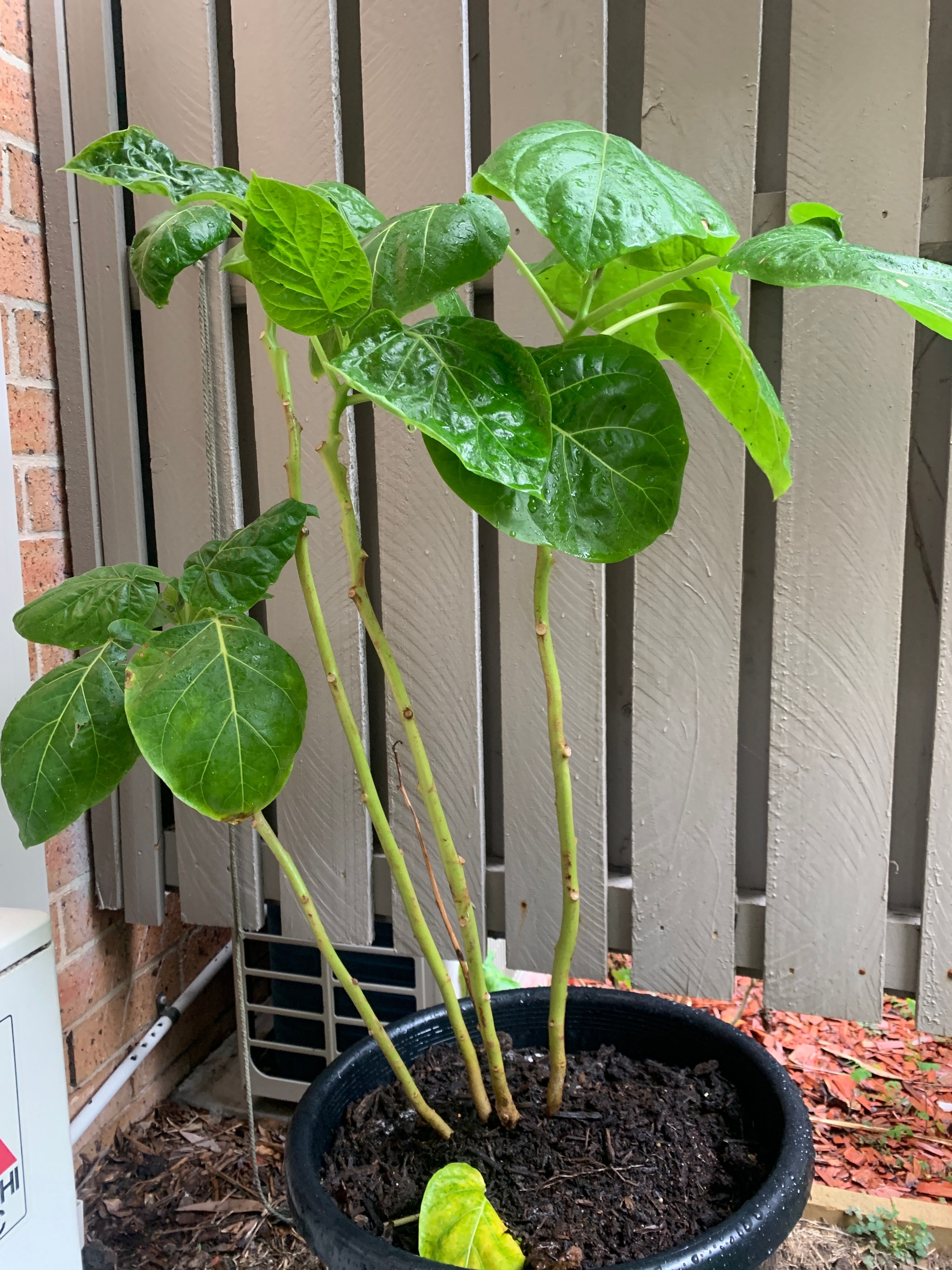 Solved: How to revive tree tomato after aphid at... | Bunnings Workshop ...