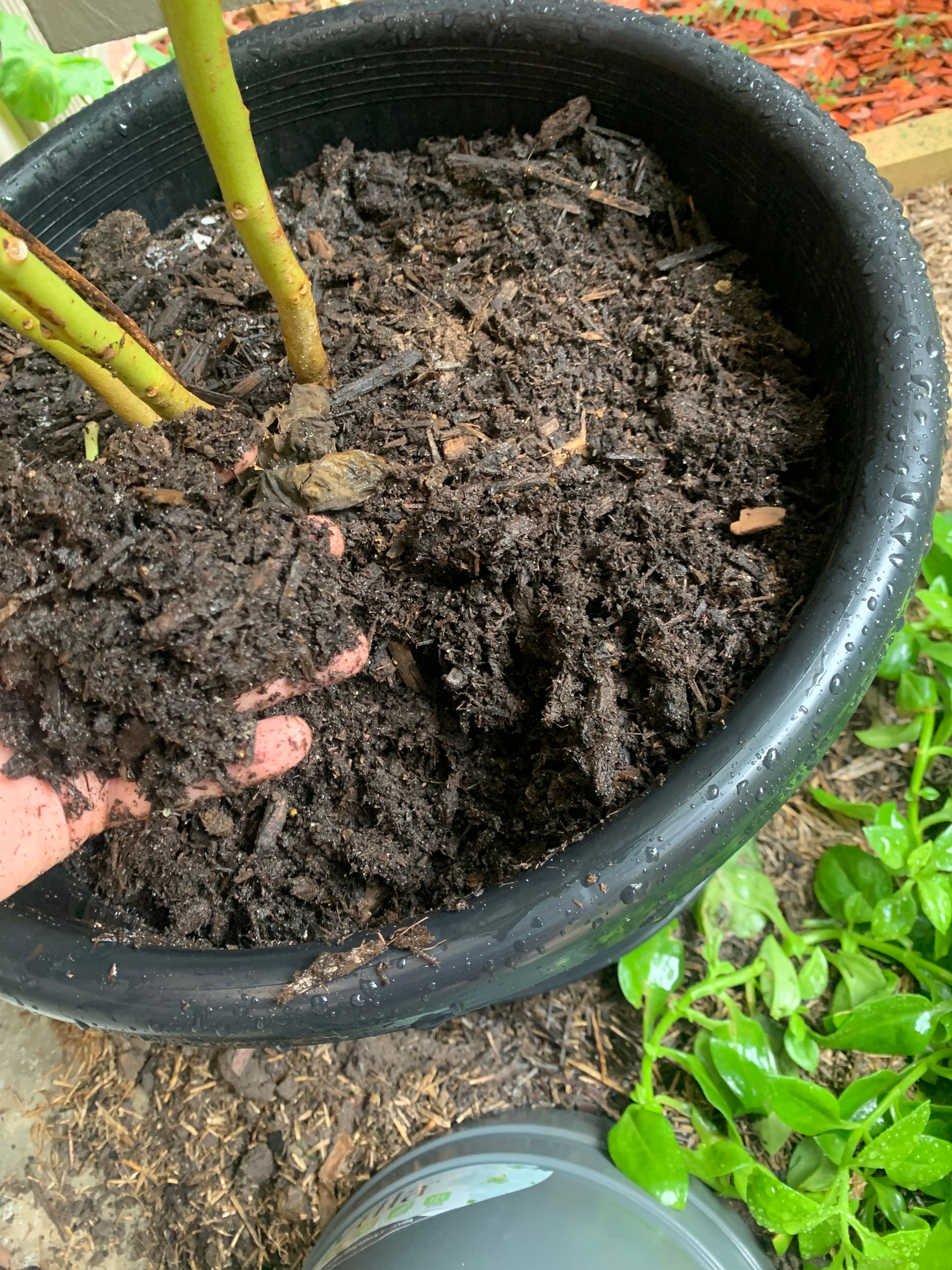 Solved: How to revive tree tomato after aphid at... | Bunnings Workshop ...