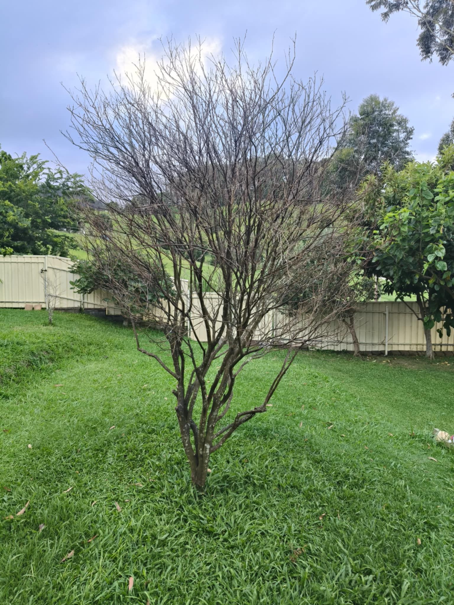 How to revive citrus tree after skeleton... | Bunnings Workshop community