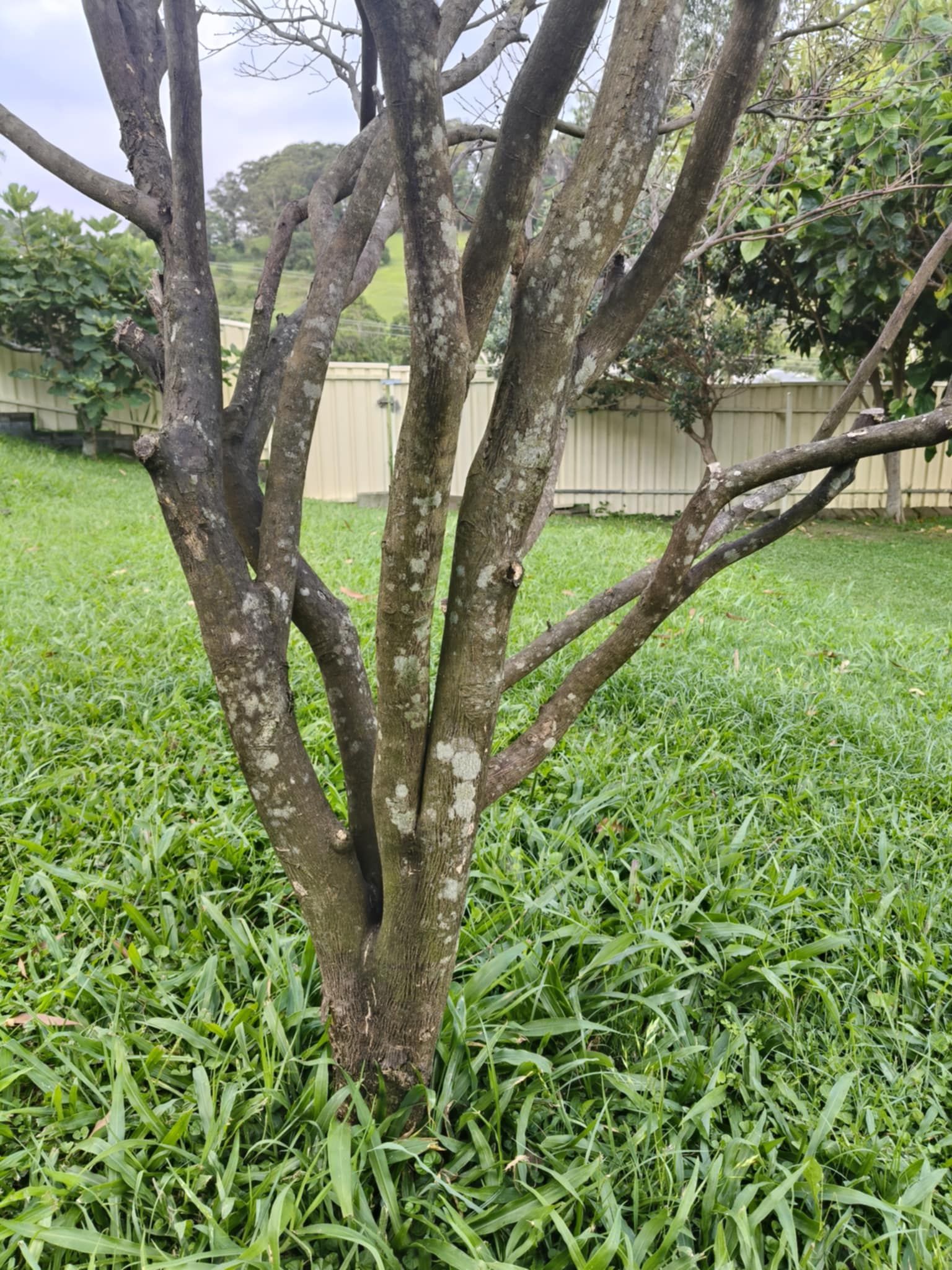 How to revive citrus tree after skeleton... | Bunnings Workshop community