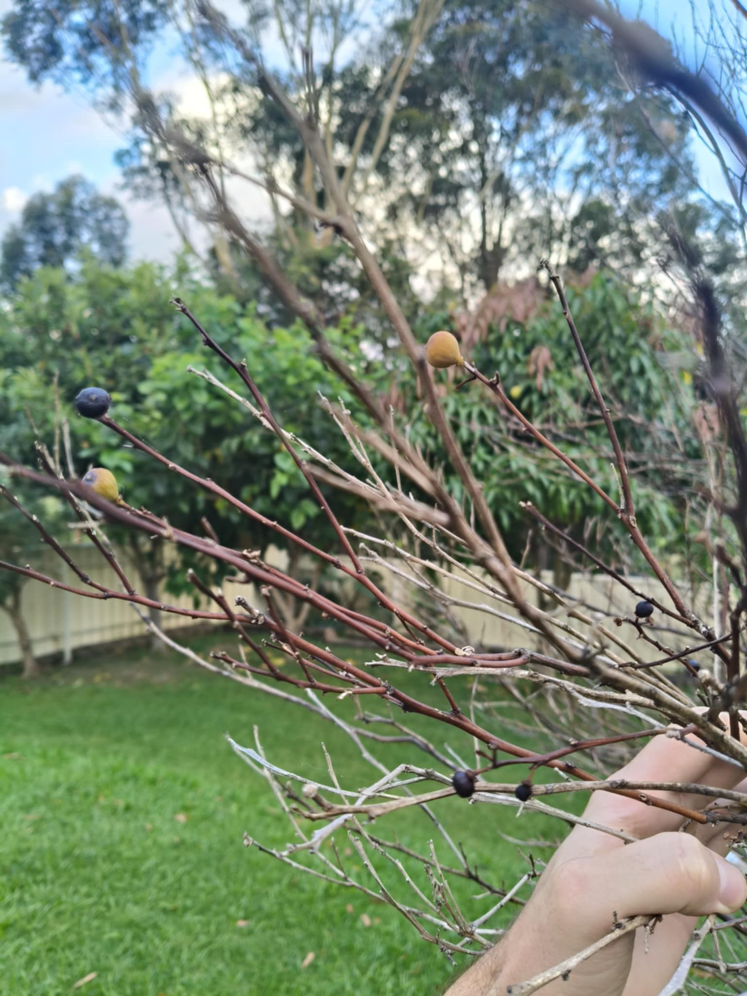 How to revive citrus tree after skeleton... | Bunnings Workshop community