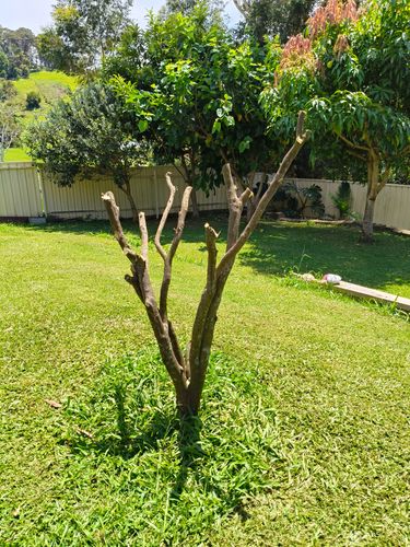 How to revive citrus tree after skeleton... | Bunnings Workshop community