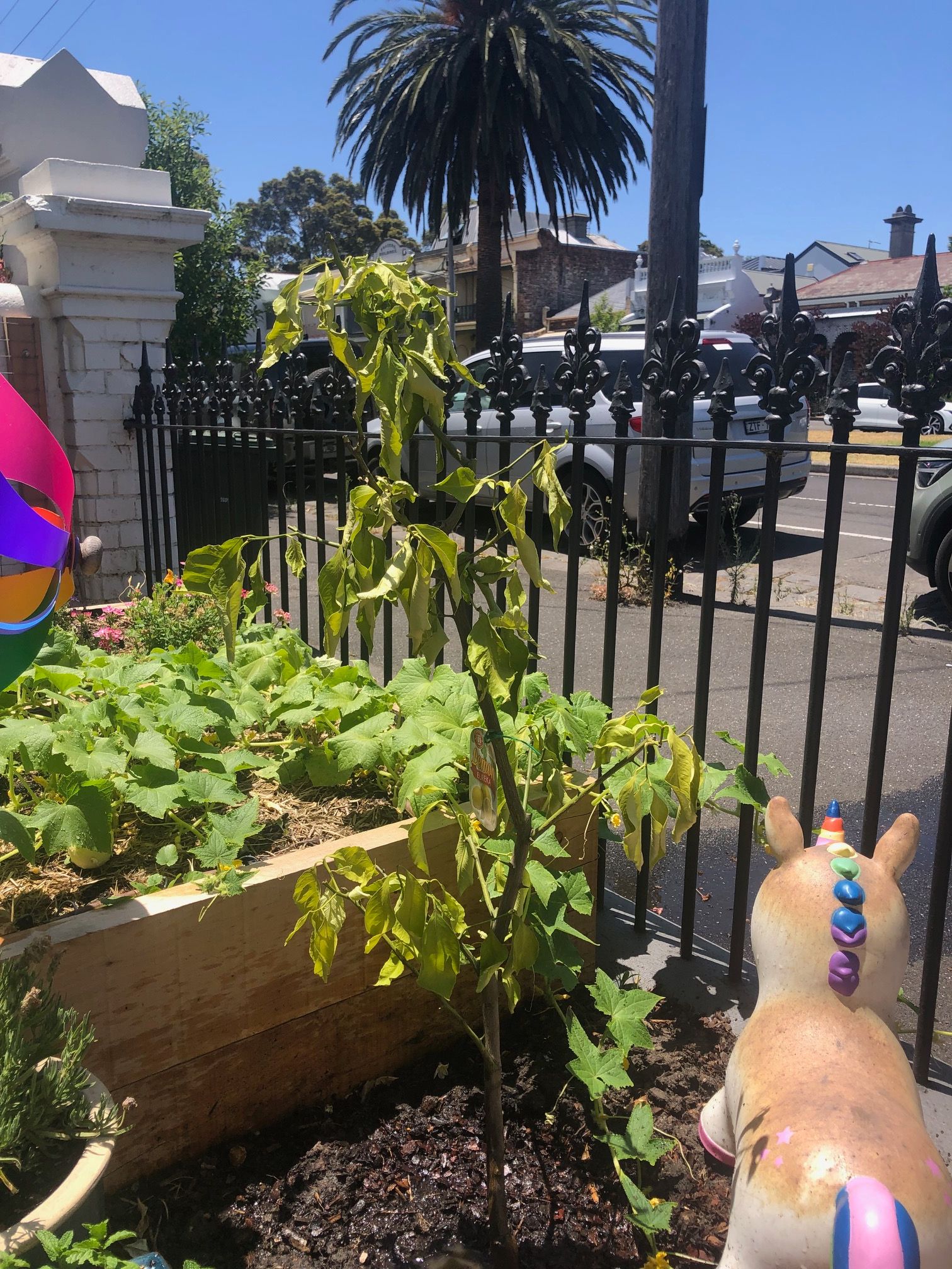 How to revive newly planted lemon tree c... | Bunnings Workshop community