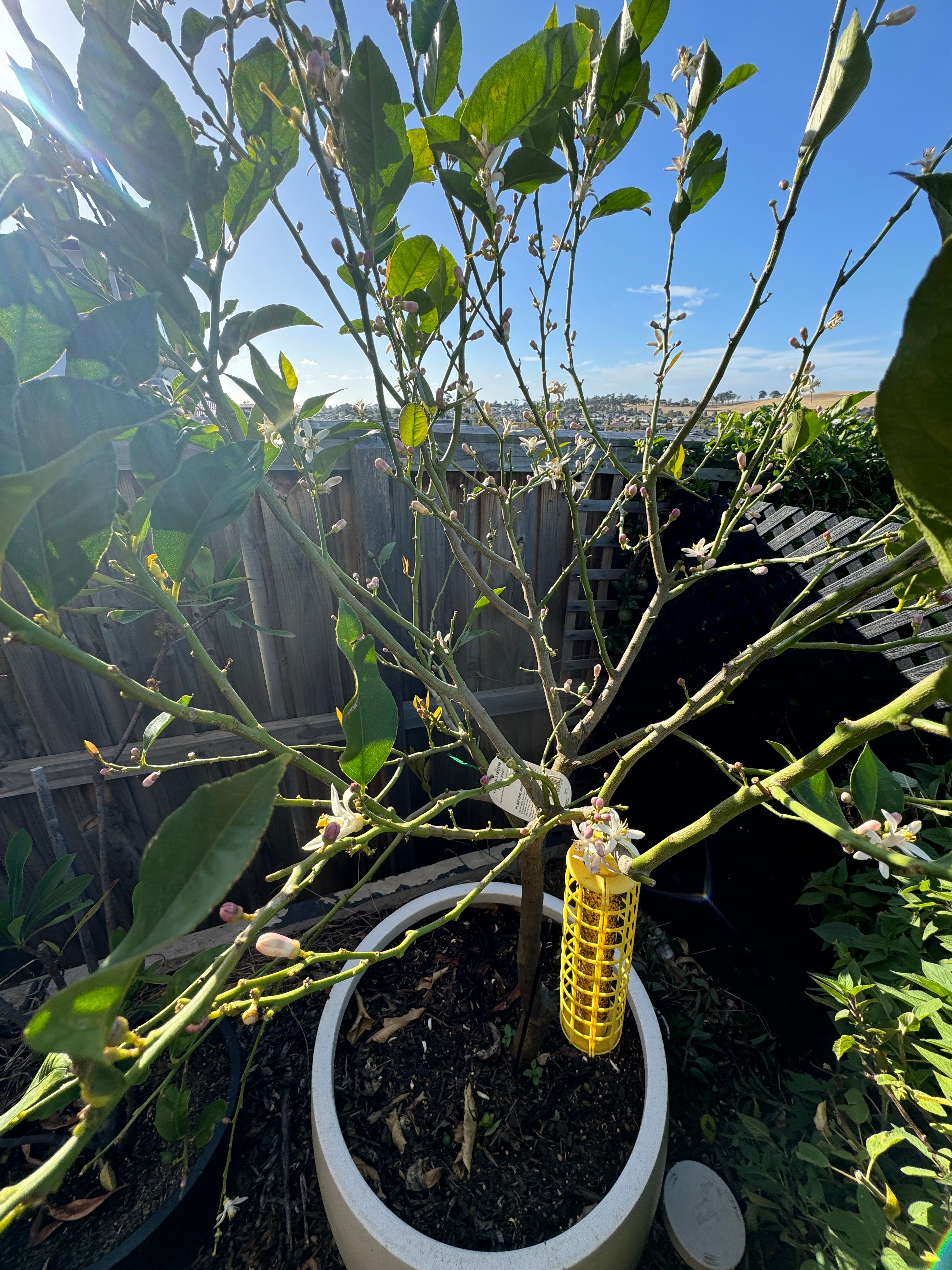 How to treat lemon tree in a large pot l... | Bunnings Workshop community