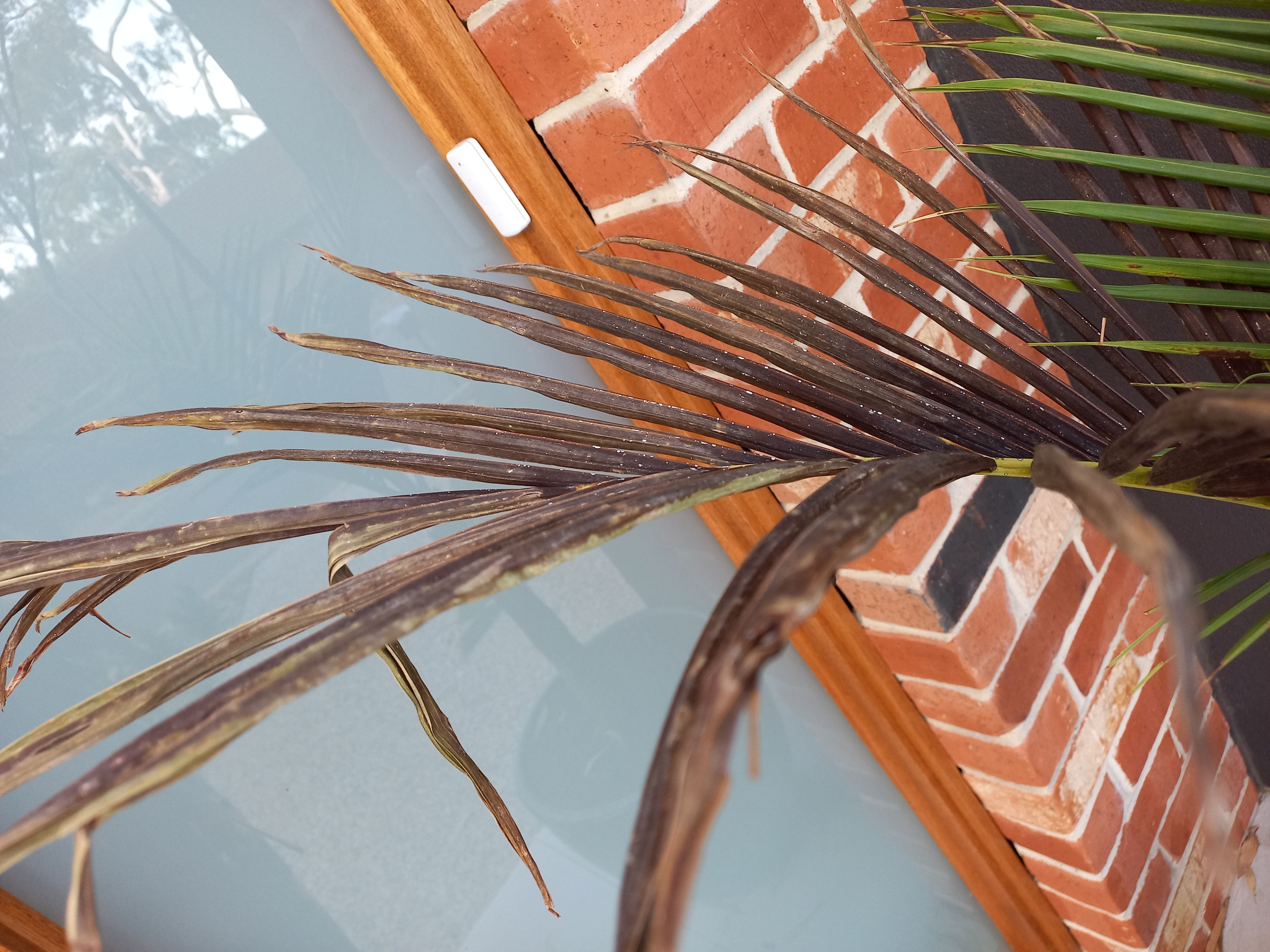 How to save sick potted palm tree? | Bunnings Workshop community