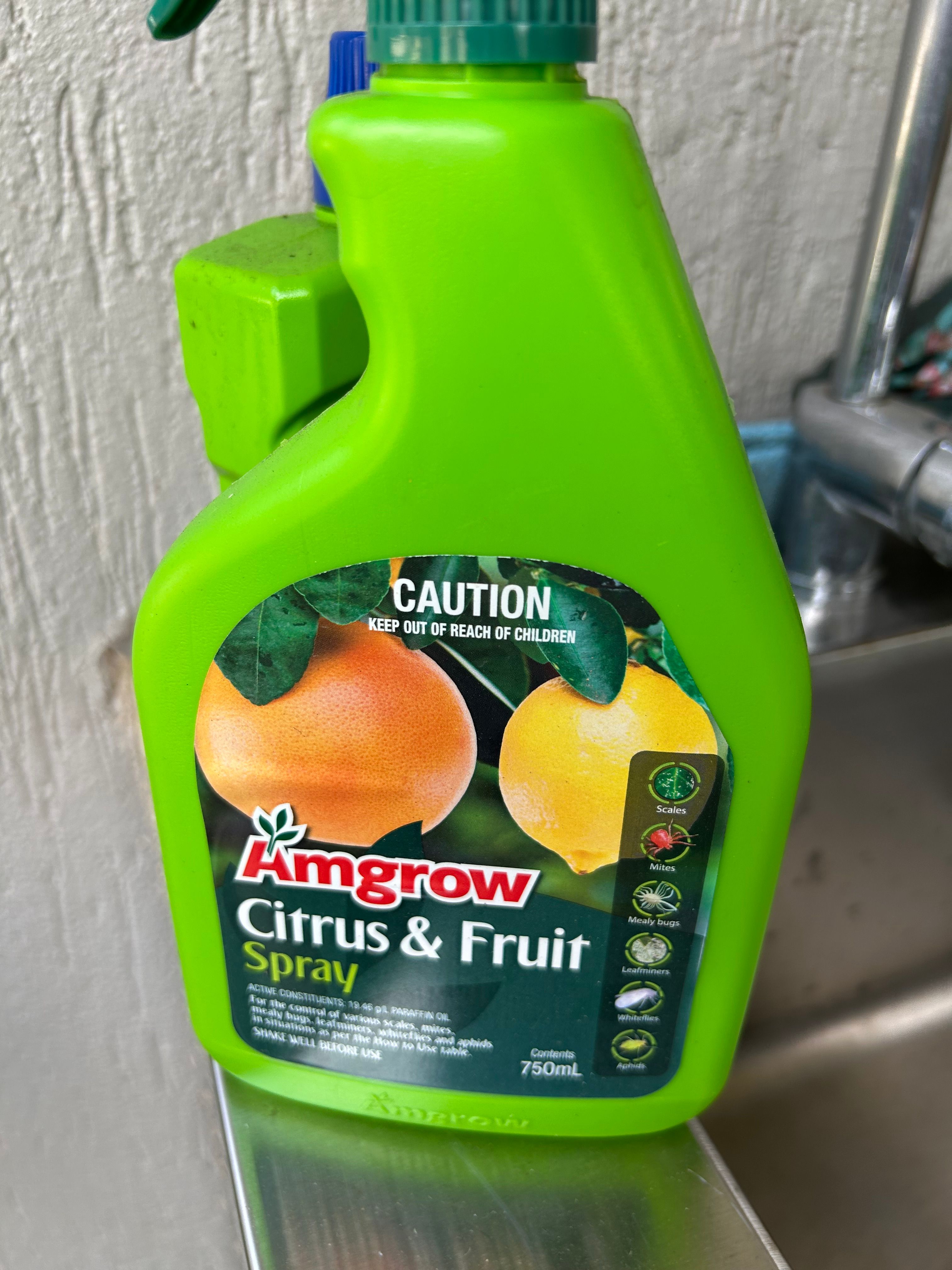 How to treat Dwarf lemon tree with curle... | Bunnings Workshop community